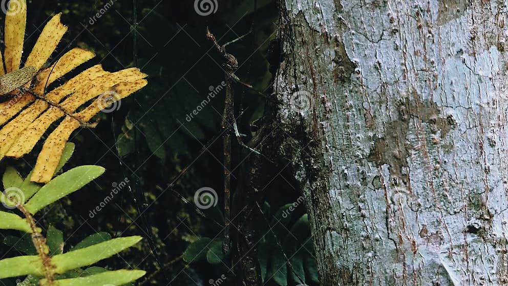 Jumping Stick Insect Walking on a Tree Trunk in the Rainforest Stock ...