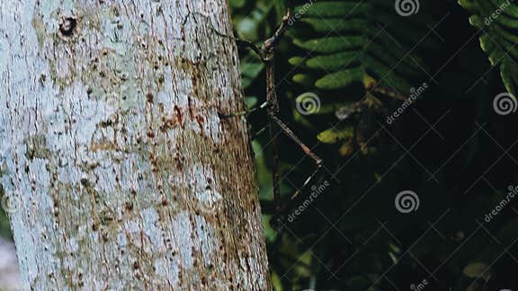Jumping Stick Insect Walking on a Tree Trunk in the Rainforest Stock ...