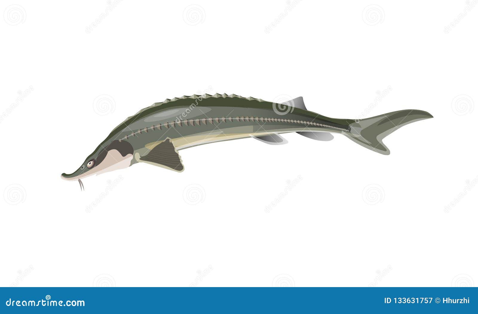 Lake Sturgeon Swimming Up Drawing Royalty-Free Stock Photo ...