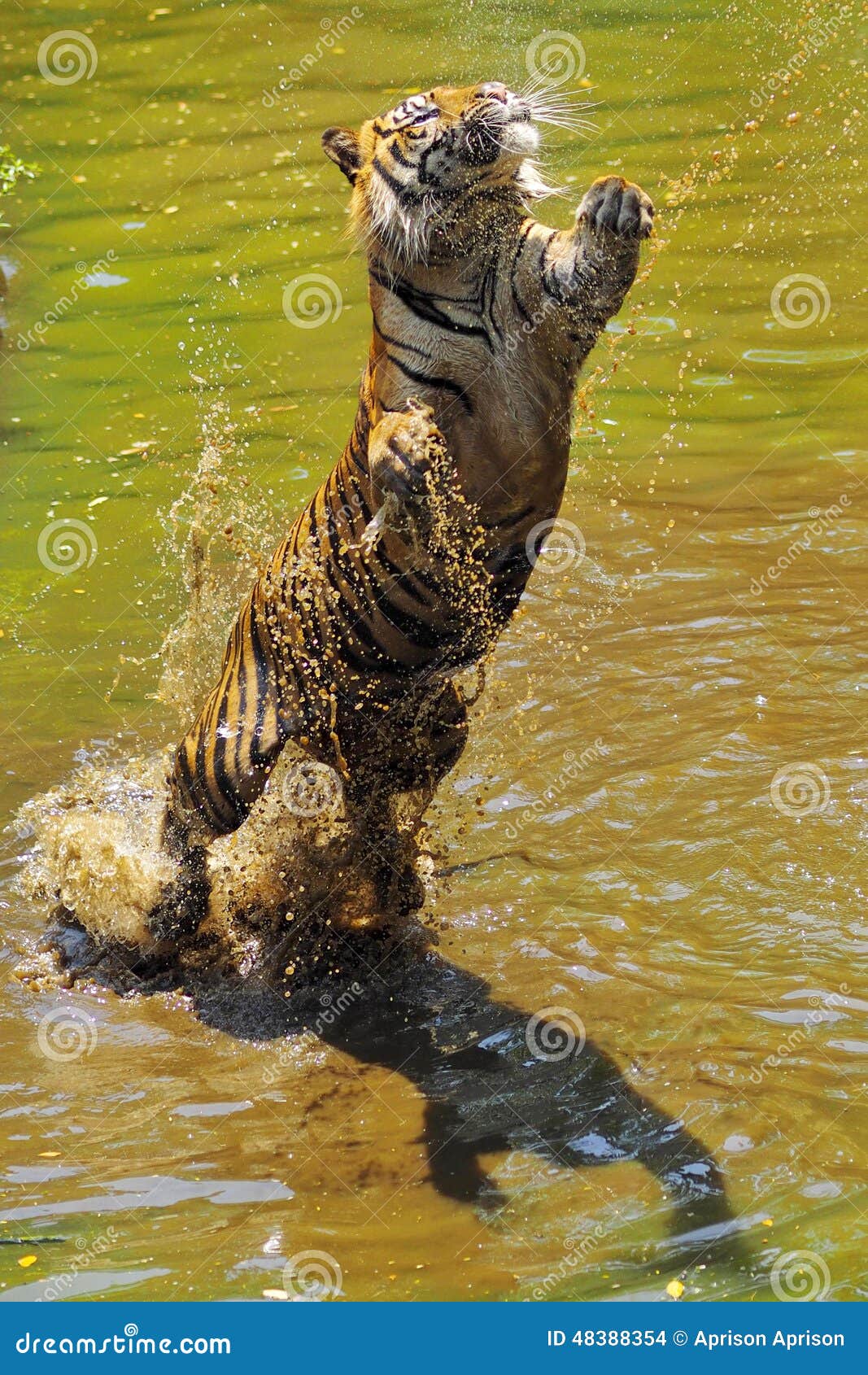 Jumping Sumatran Tiger stock photo. Image of rare, sunny - 48388354