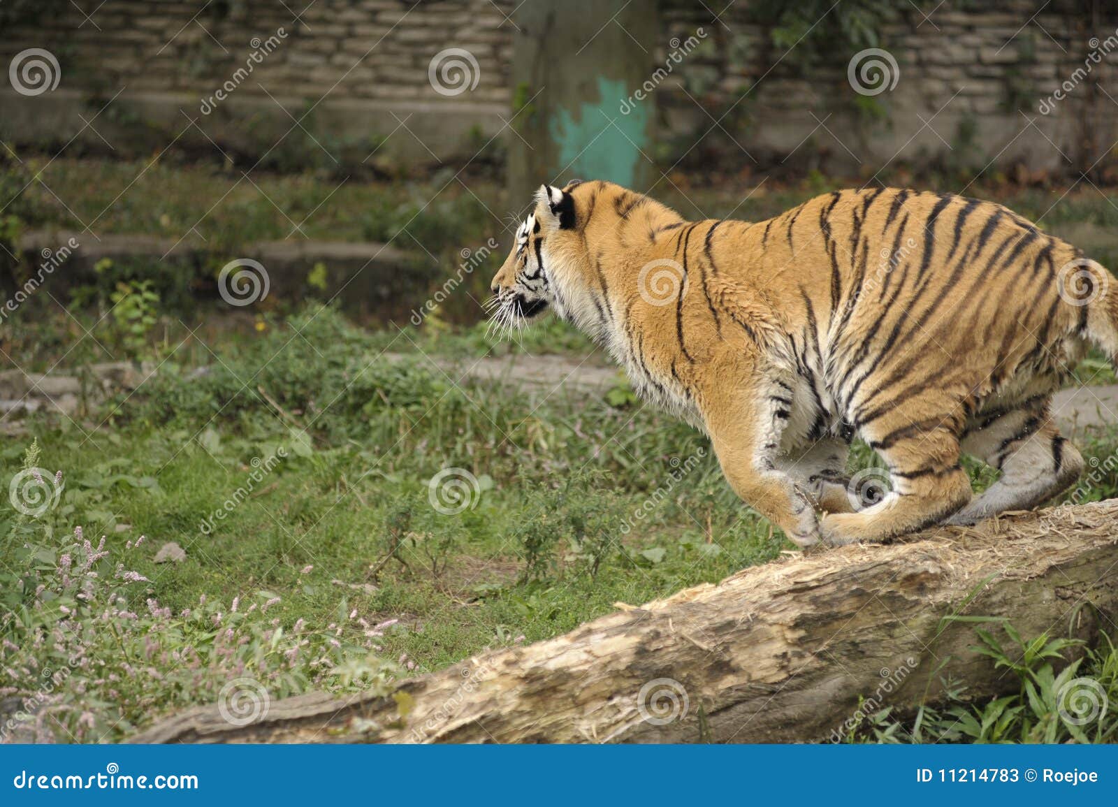 Jumping tiger stock image. Image of predator, tiger, wildcat - 11214783