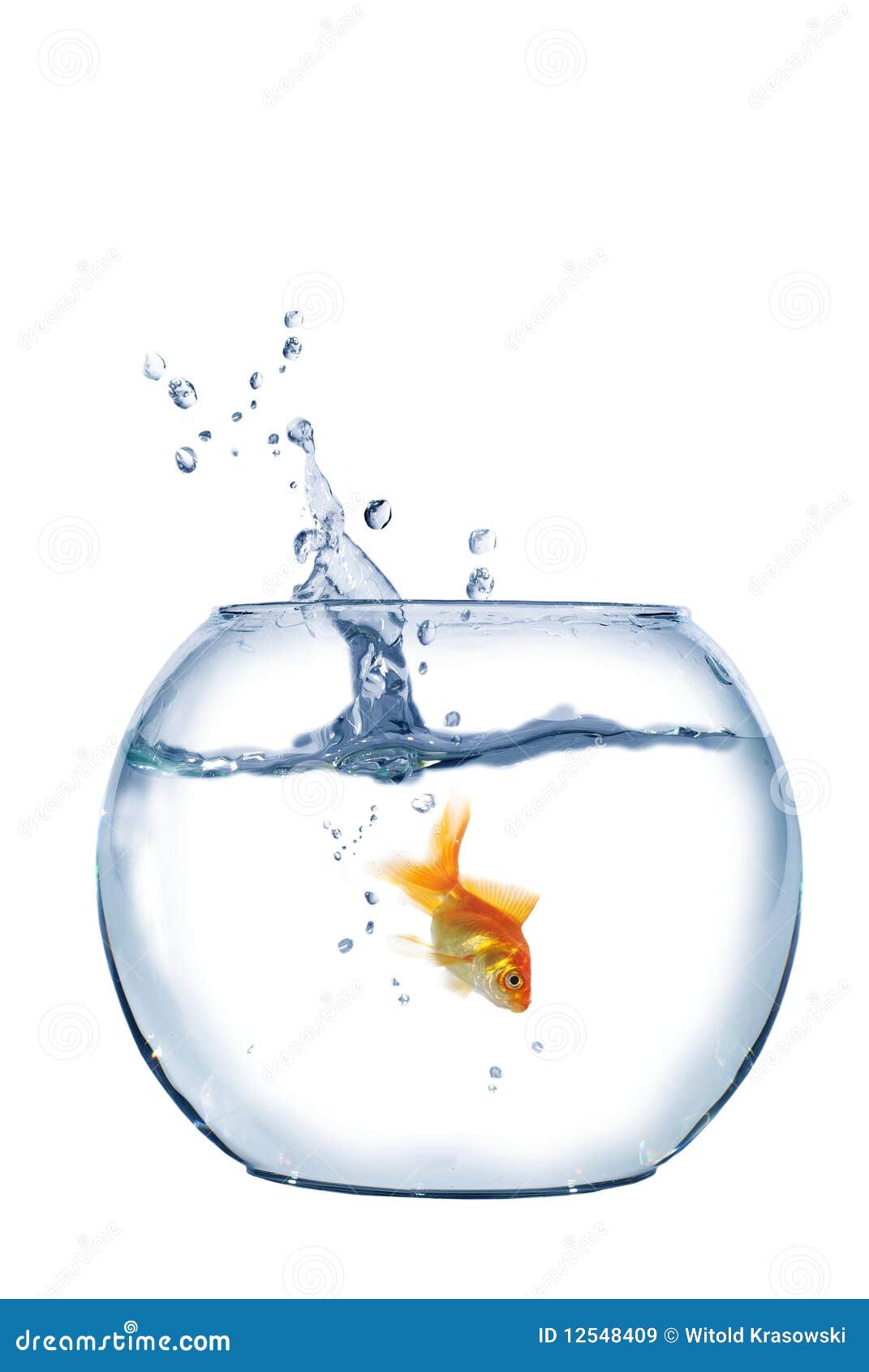 Jumping to aquarium fish stock image. Image of glass - 12548409
