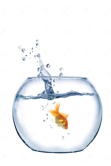 Jumping to aquarium fish stock image. Image of glass - 12548409