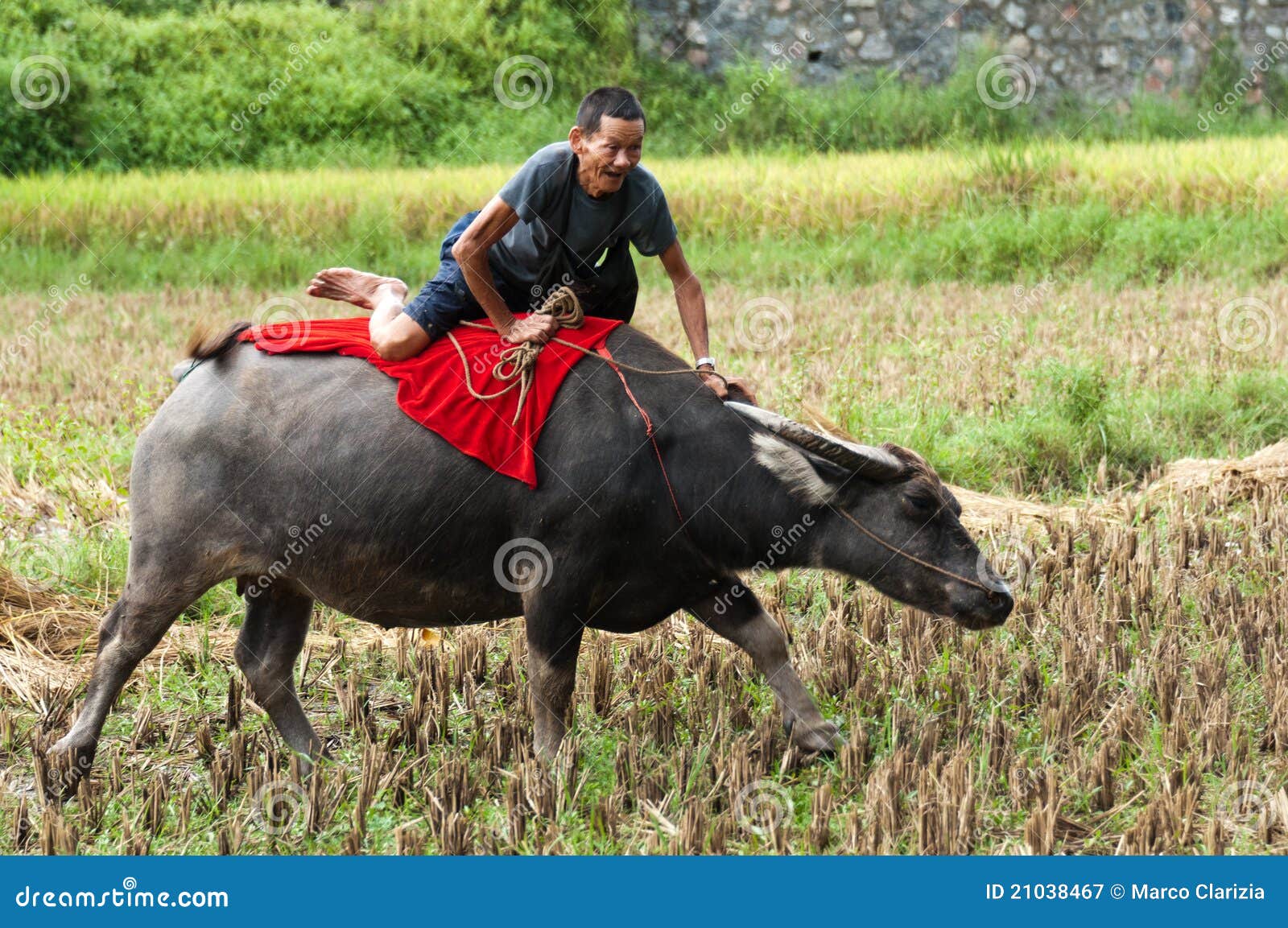 Jumping on the Water Buffalo Editorial Photography - Image of muck ...