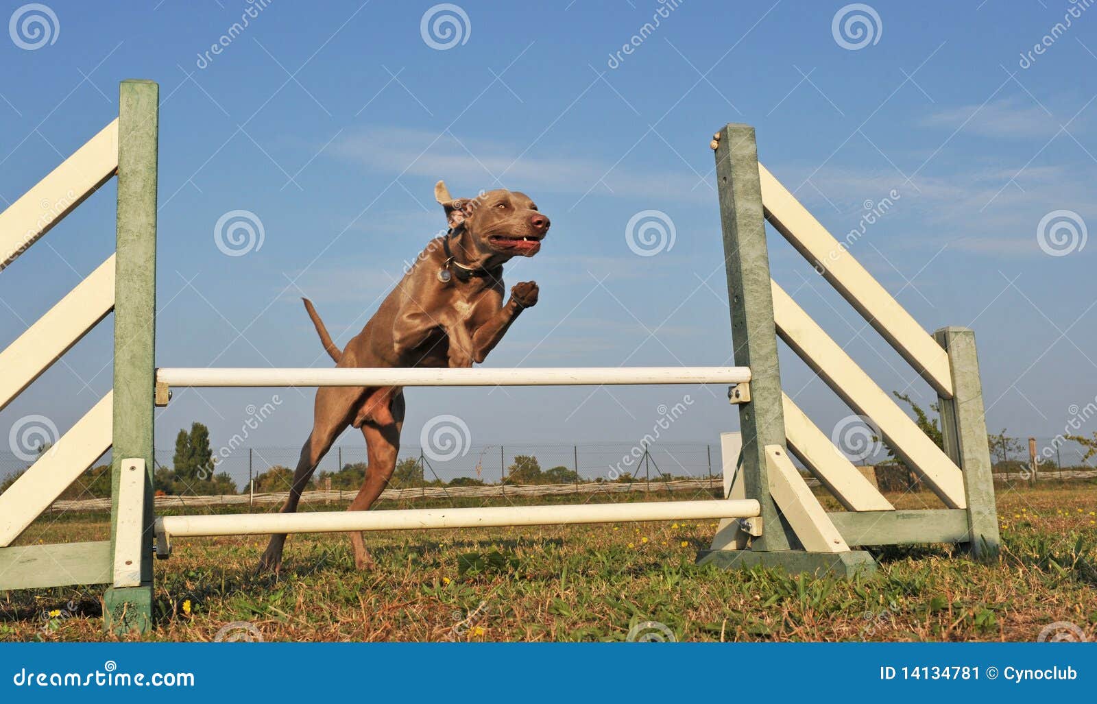 Jumping weimaraner stock image. Image of sport, blue - 14134781