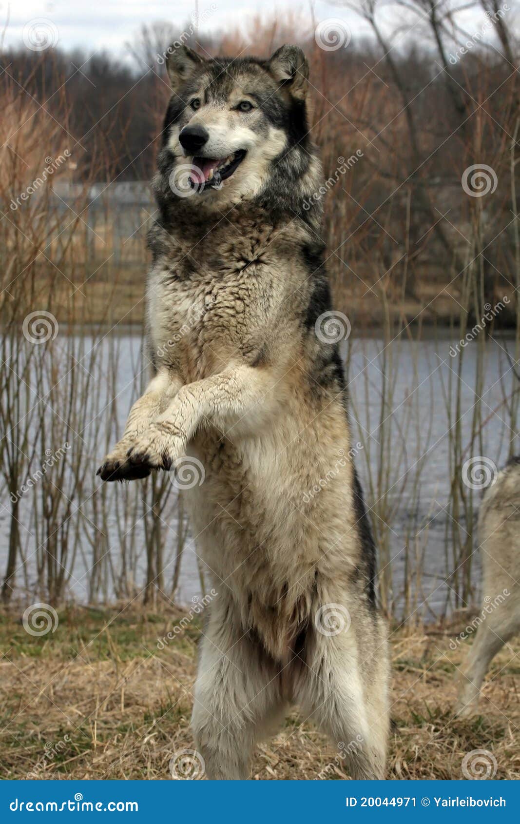 Jumping wolf stock image. Image of carnivore, canines - 20044971
