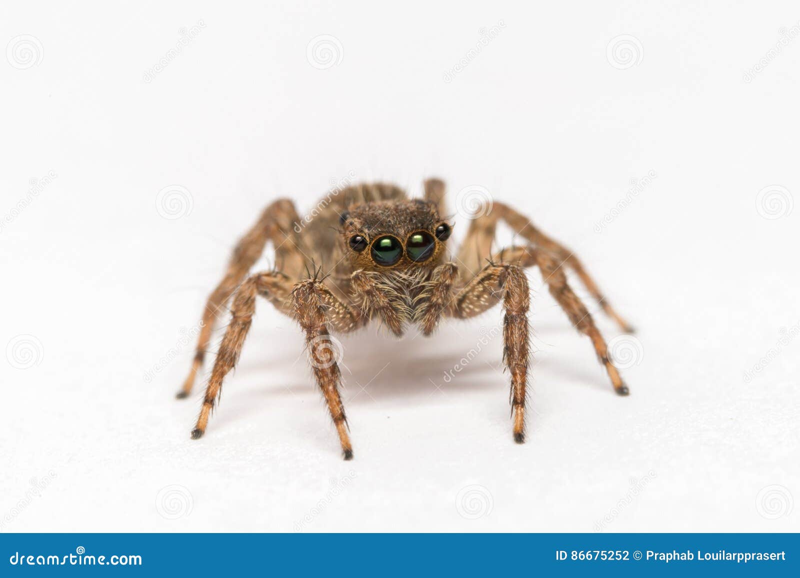 Jumpping Spider on White Background Stock Photo - Image of cute, brown ...