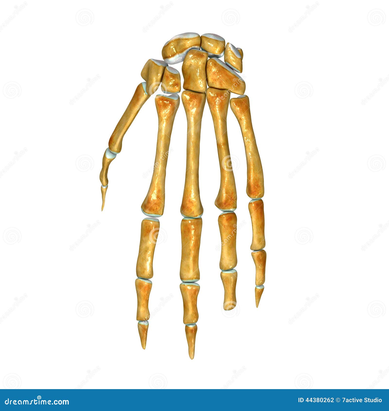 Junção de pulso ilustração stock. Ilustração de segmento - 44380262