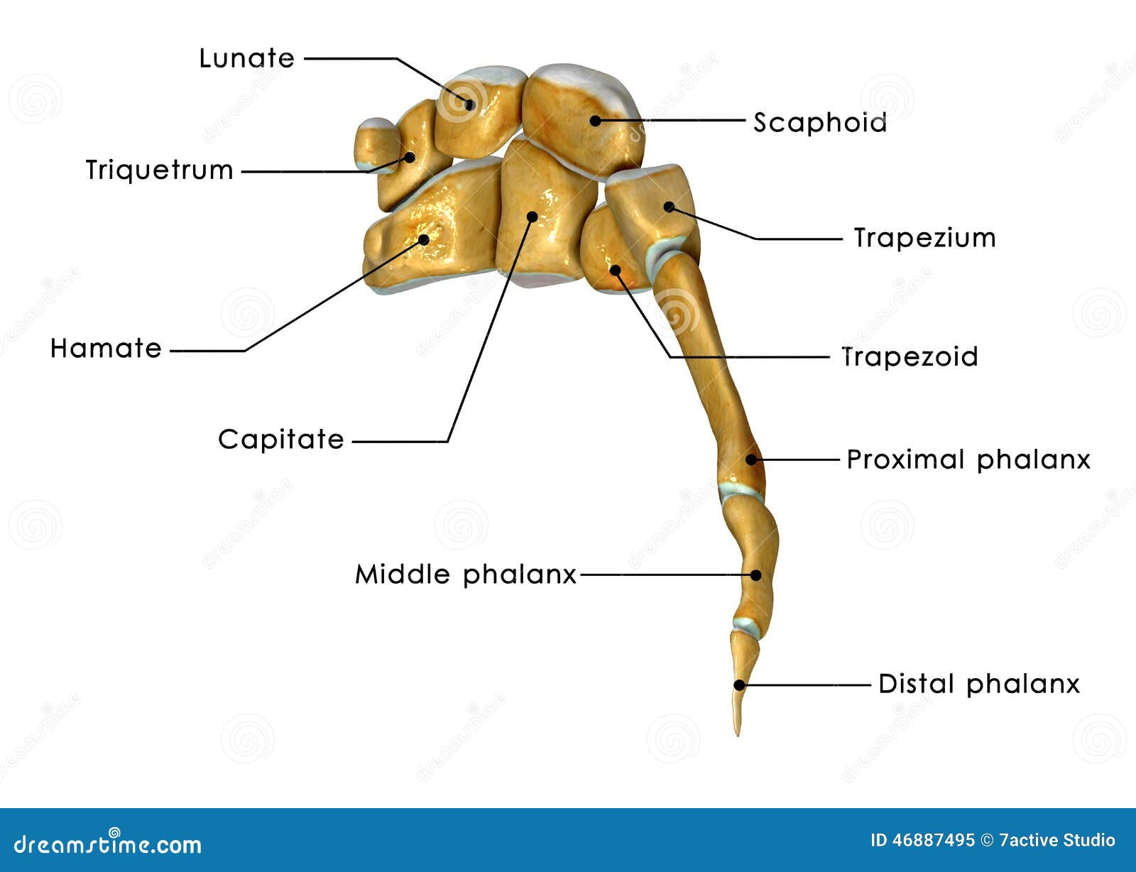 Junção de pulso ilustração stock. Ilustração de diagrama - 46887495