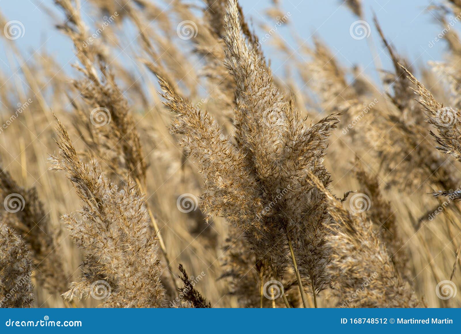 Juncaceae or Dry Reeds in Wetland Stock Photo - Image of nature ...