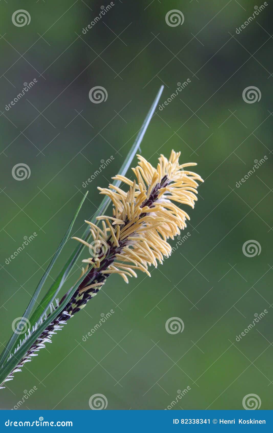 Juncia Común, Nigra Del Carex Imagen de archivo - Imagen de hierba ...