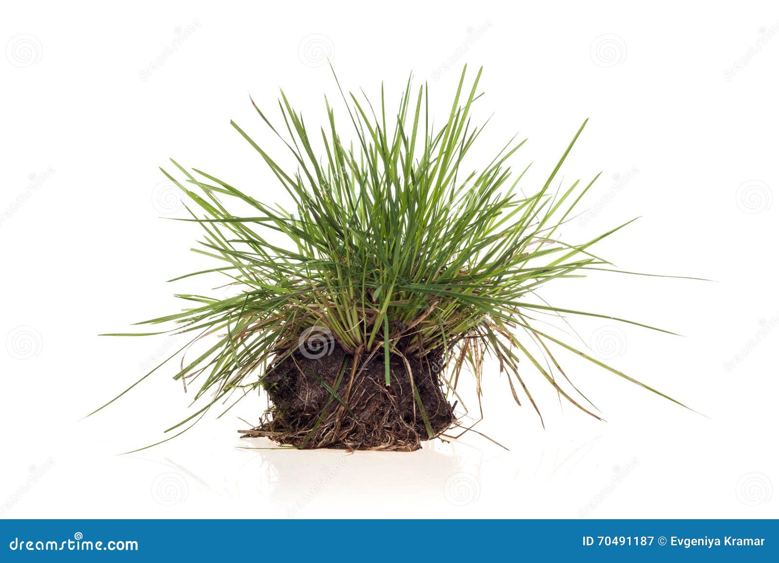 Juncia De La Hierba Aislada Imagen de archivo - Imagen de crecimiento ...