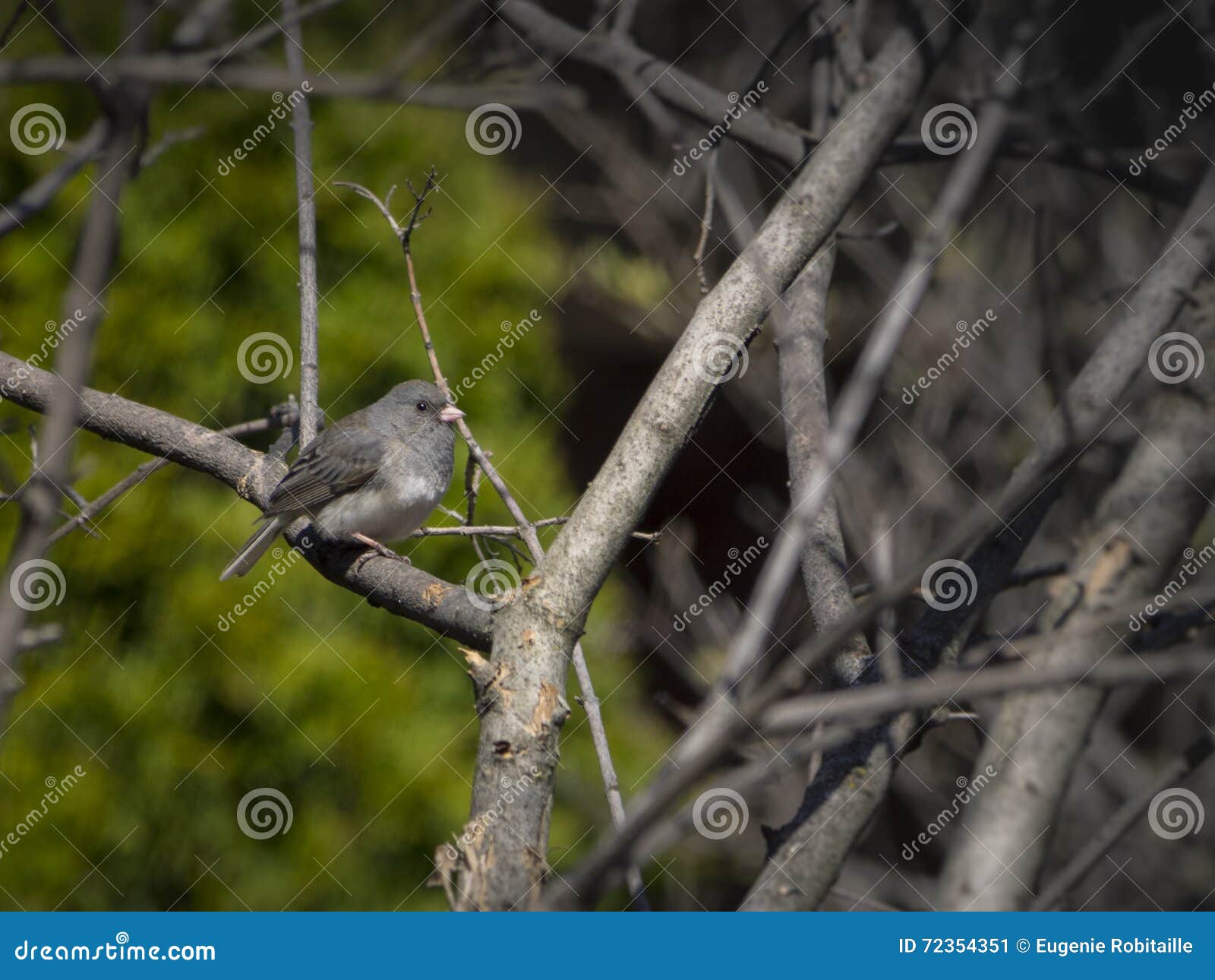 Junco bird on a branch stock image. Image of eyed, spring - 72354351
