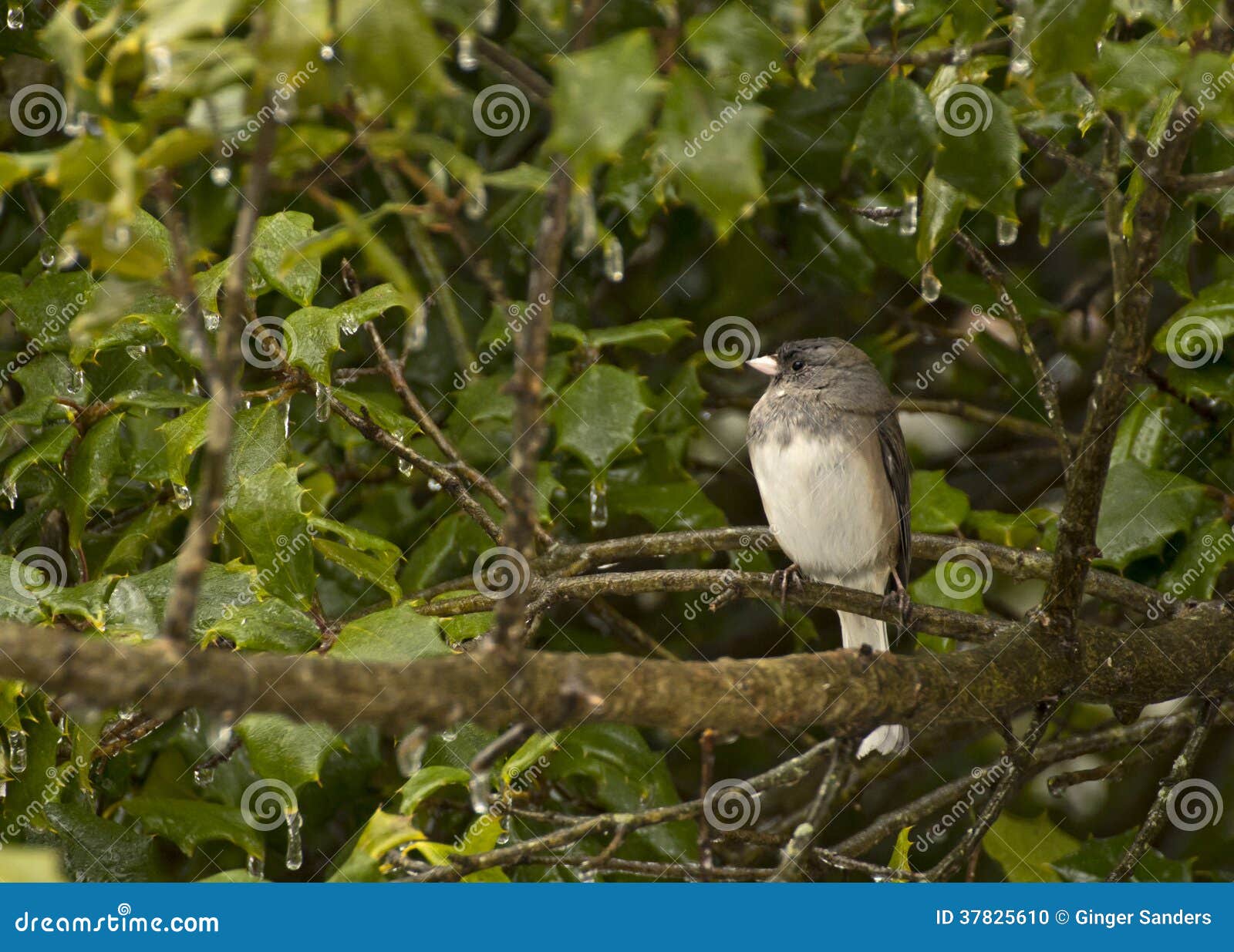 Junco Bird Sitting on Tree Branch Facing Left Stock Photo - Image of ...