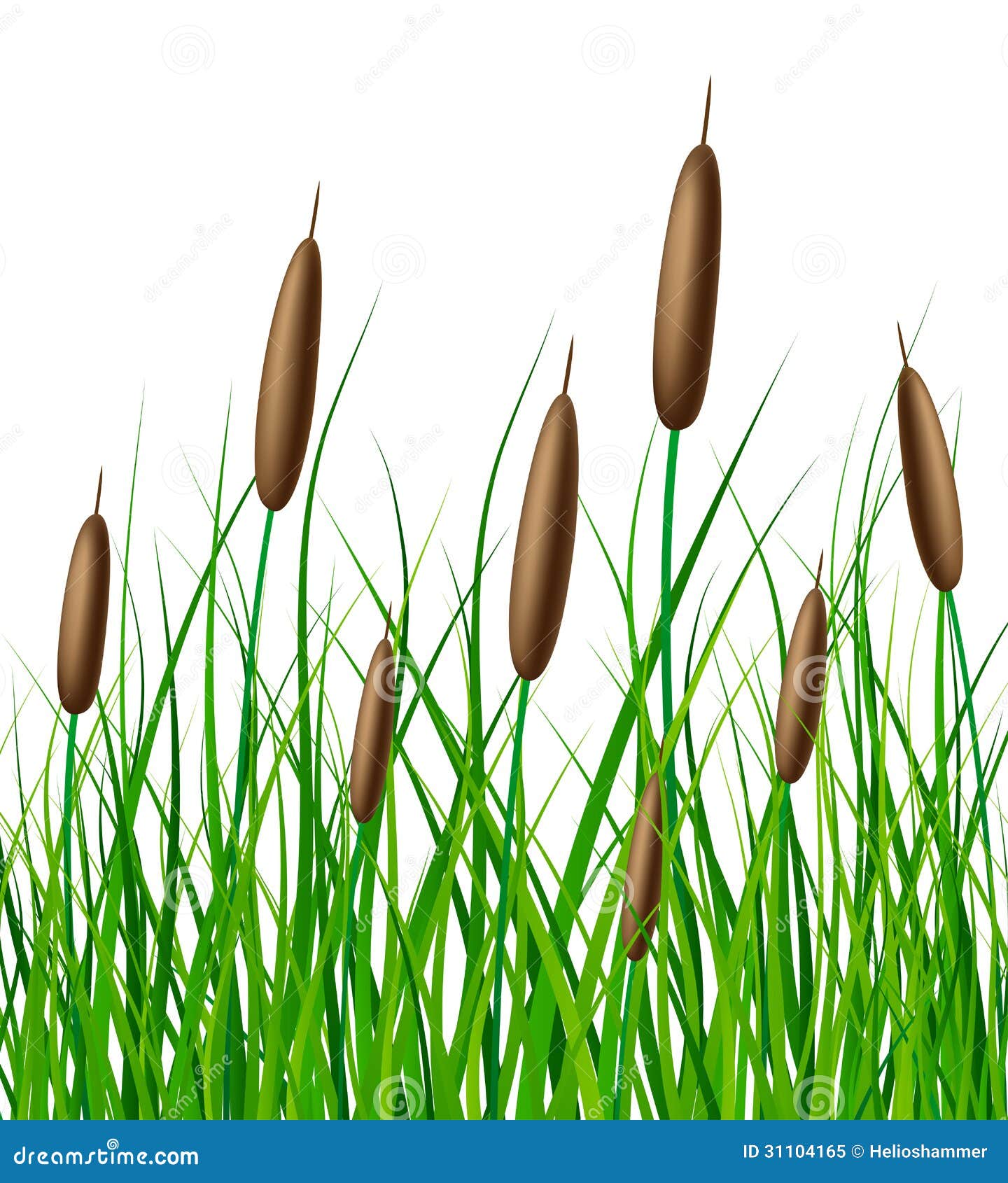 Junco do vetor com grama ilustração do vetor. Ilustração de campo ...