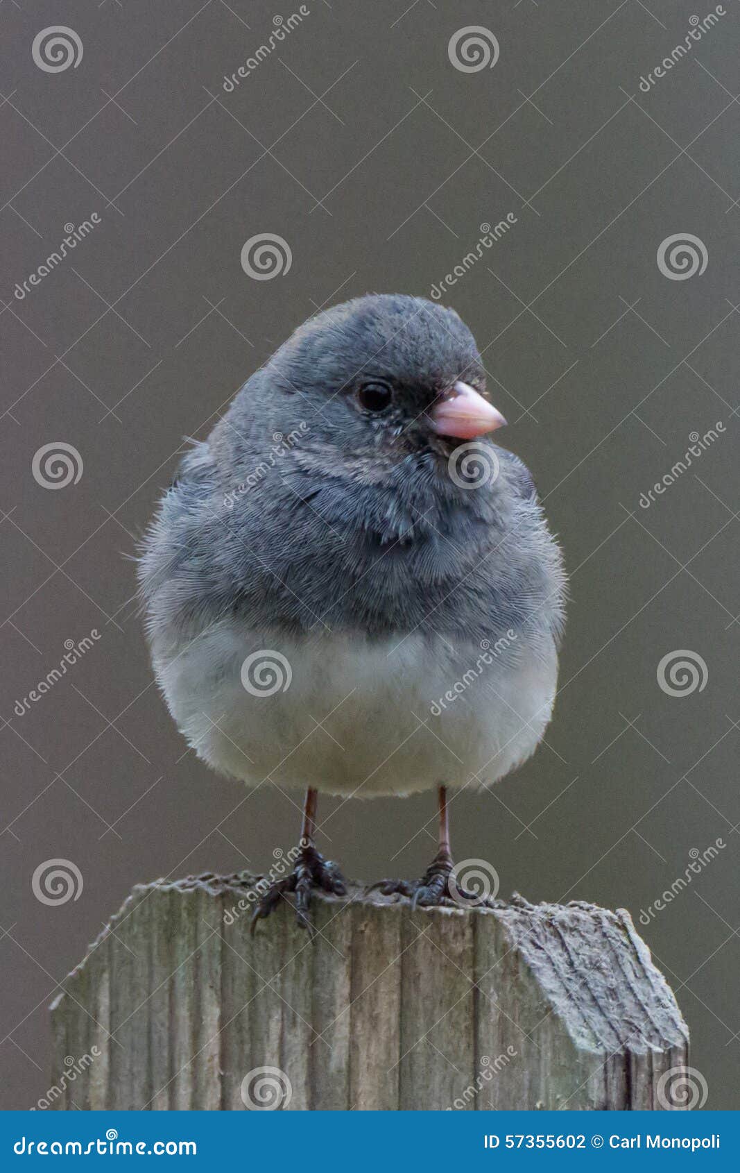 Junco stock photo. Image of puffy, perched, grey, fluffy - 57355602