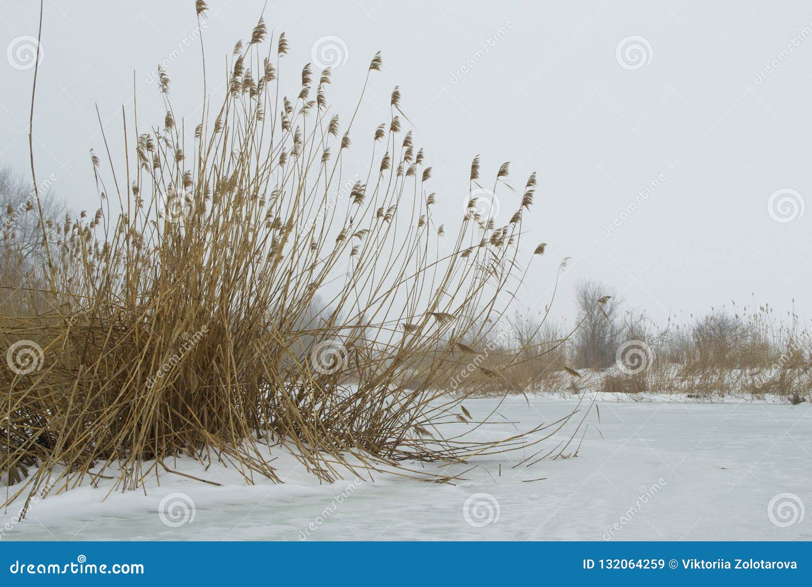 Junco Seco Na Costa Do Rio Congelado Imagem de Stock - Imagem de azul ...