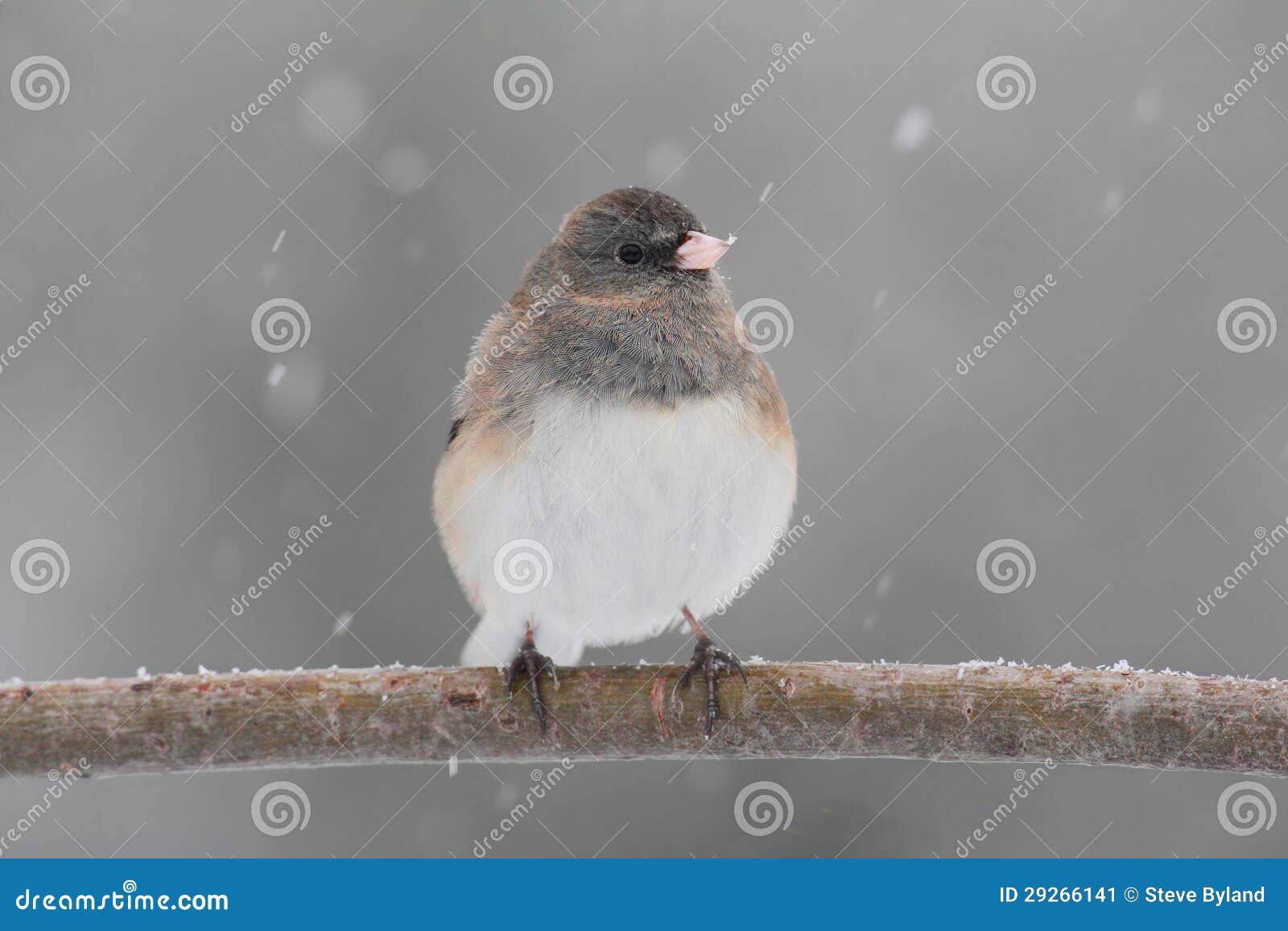 Junco on a Snow-covered Branch Stock Image - Image of snow, winter ...