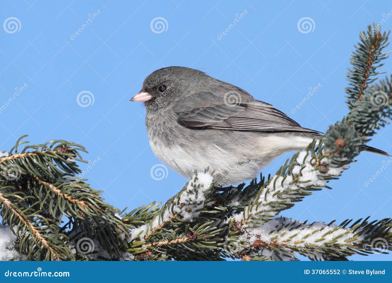 Junco on a Snow-covered Branch Stock Photo - Image of branch, winter ...