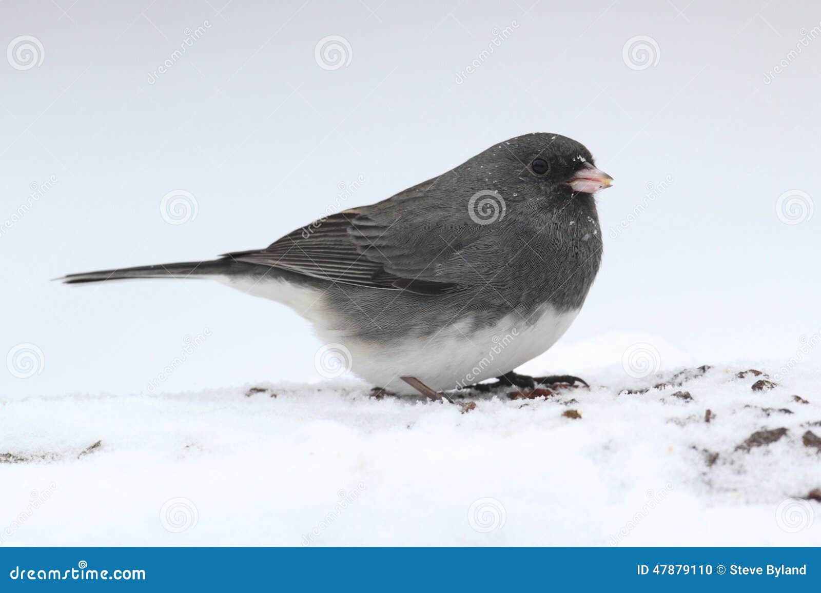 Junco in a Snow Storm stock photo. Image of winter, junco - 47879110