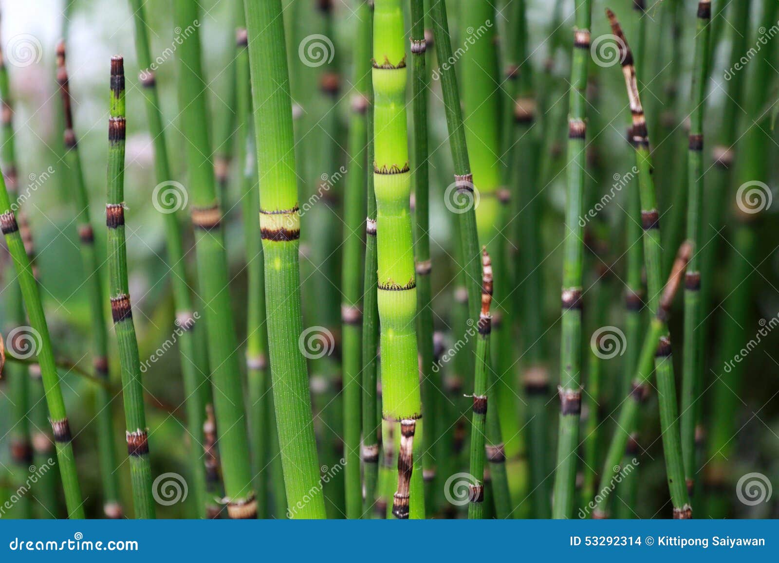 Junco verde foto de stock. Imagem de lingüeta, planta - 53292314