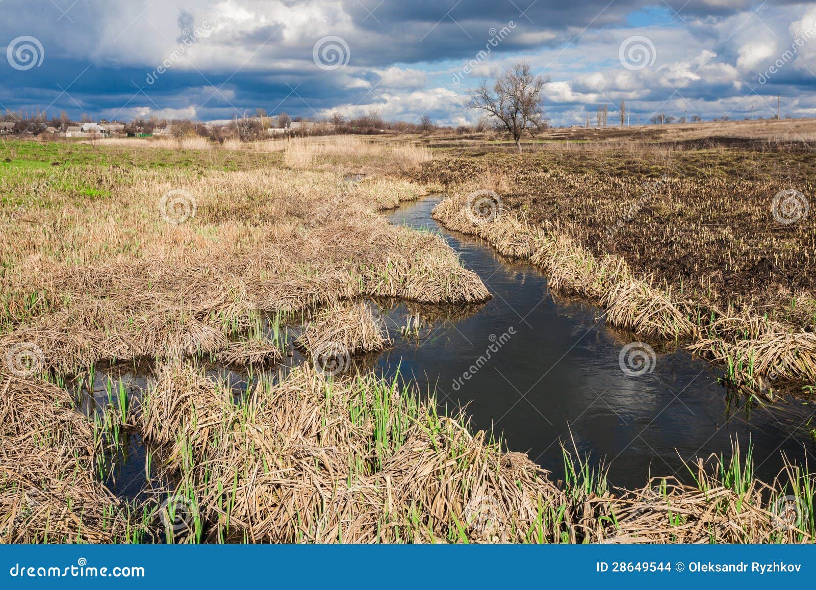Juncos Amarelos Ao Longo De Uma Angra Pequena Foto de Stock - Imagem de ...