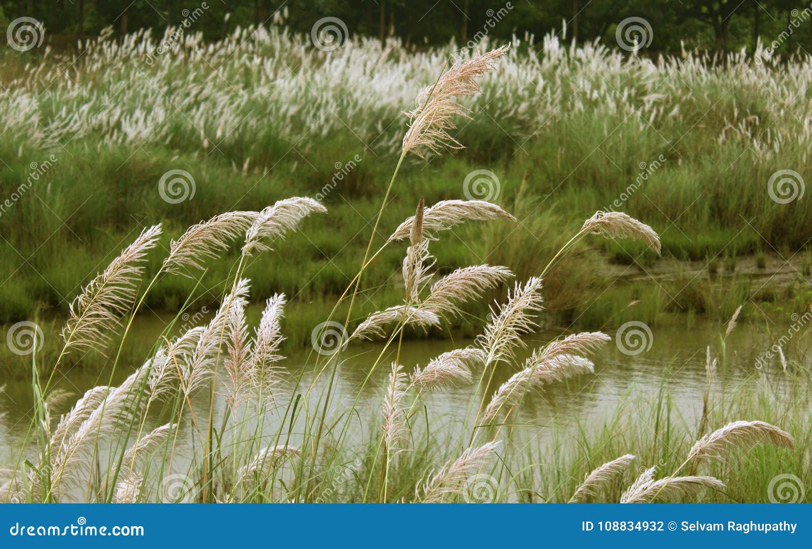 Juncos Com Paisagem Natural Do Verde Do Rio Foto de Stock - Imagem de ...