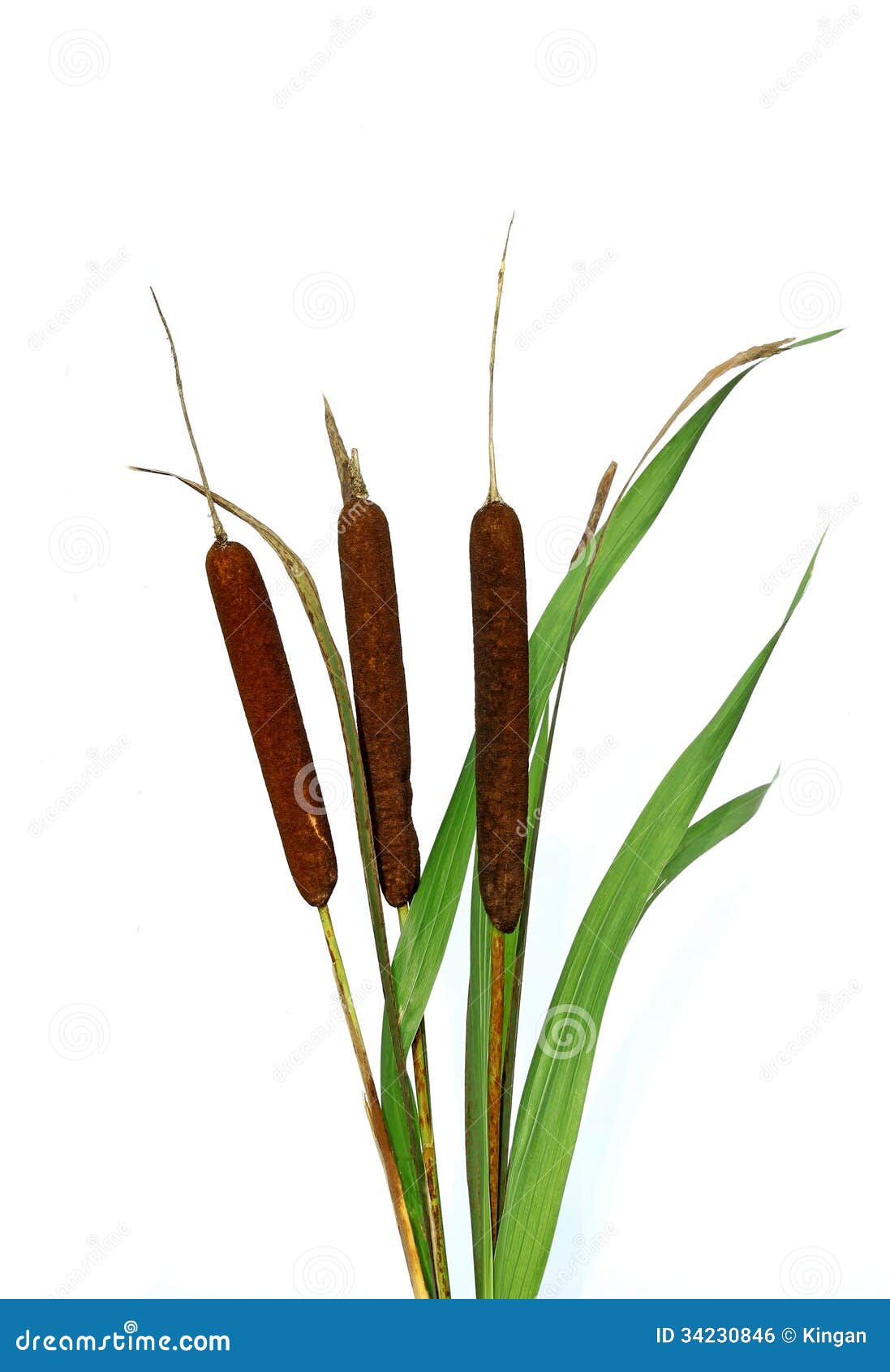 Juncos da planta isolados foto de stock. Imagem de botânica - 34230846