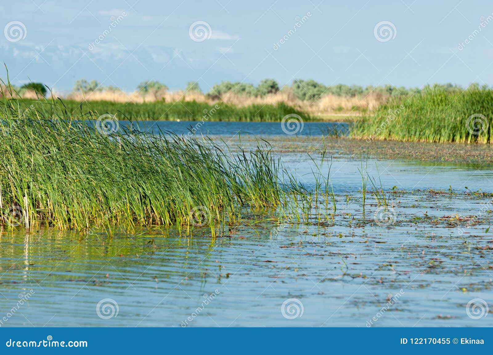 Juncos do rio imagem de stock. Imagem de rural, nave - 122170455