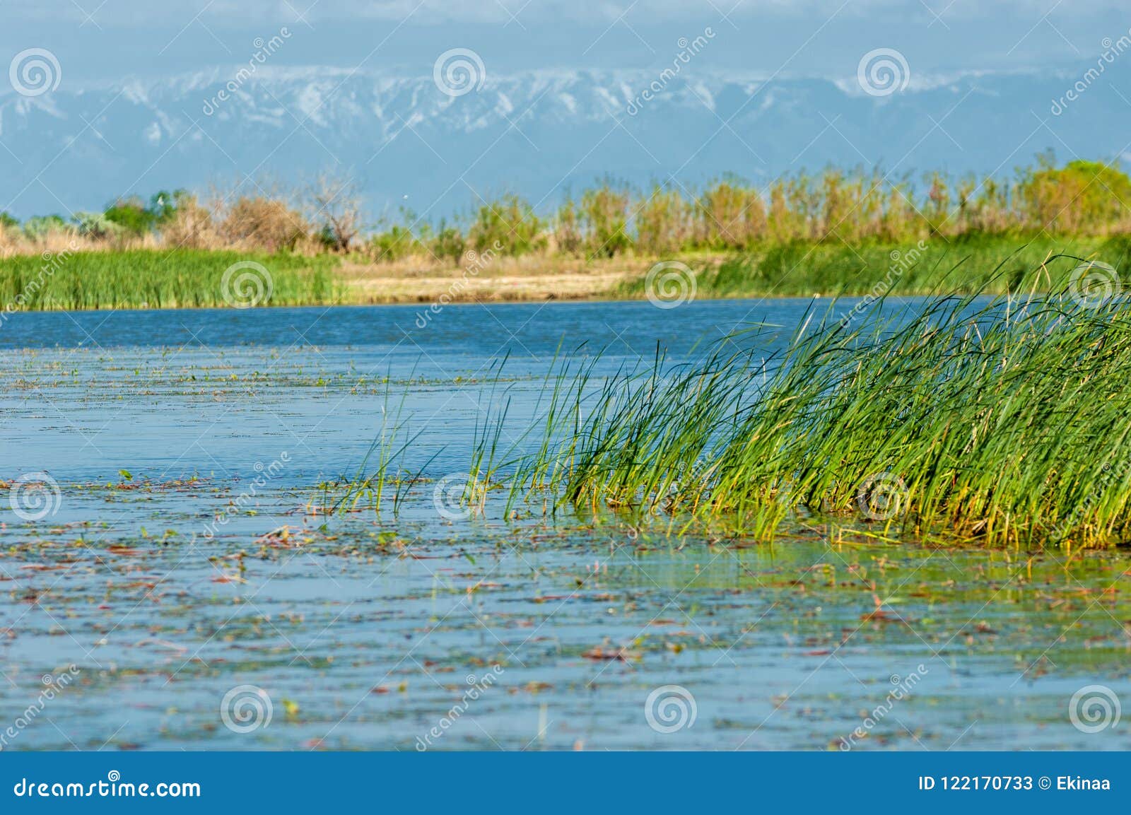 Juncos do rio imagem de stock. Imagem de rural, flora - 122170733