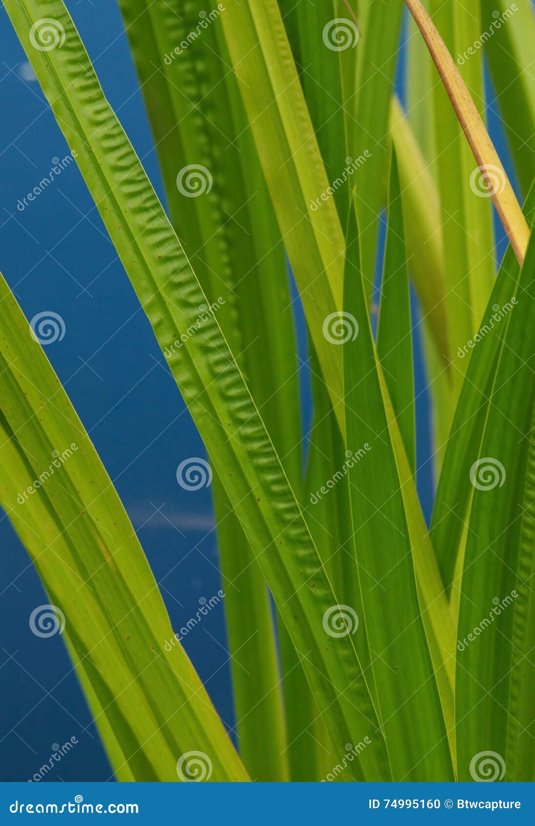 Juncos na lagoa foto de stock. Imagem de exterior, ainda - 74995160