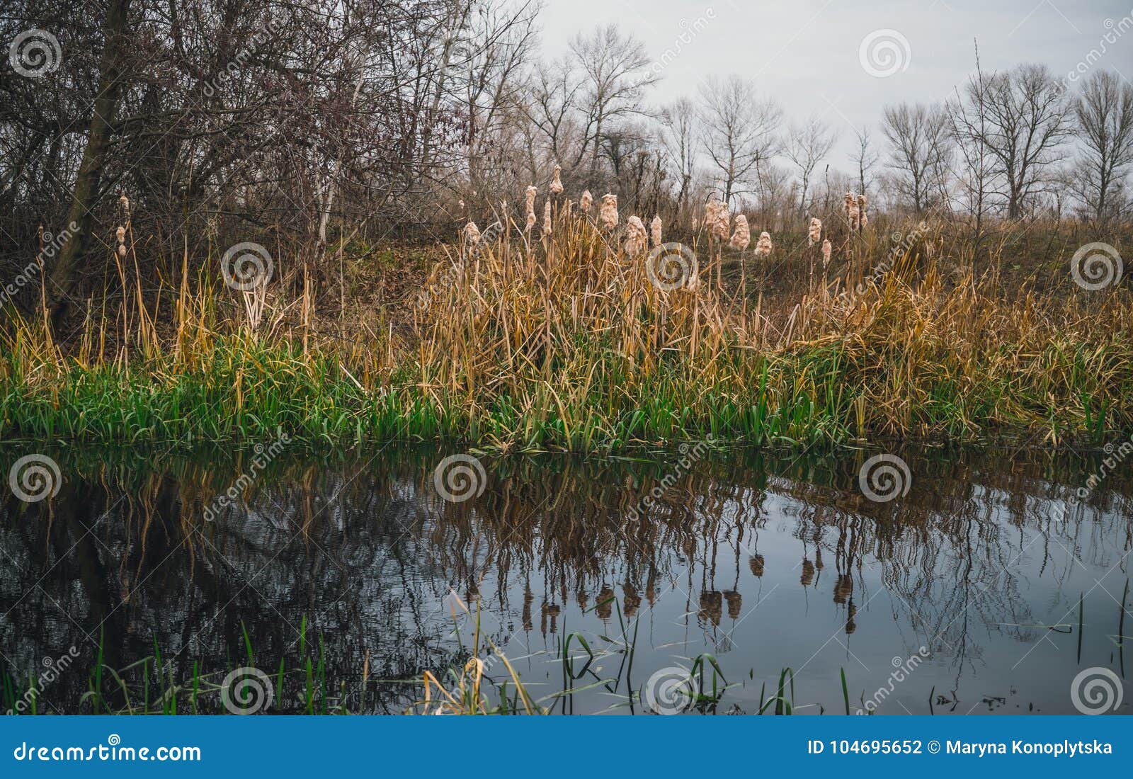 Juncos No Banco De Rio Natureza Do Outono Foto de Stock - Imagem de ...