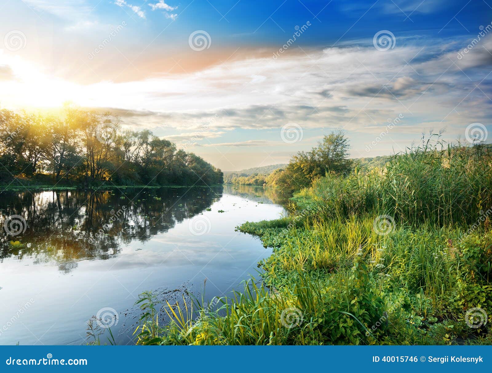 Juncos no rio foto de stock. Imagem de sunset, floresta - 40015746