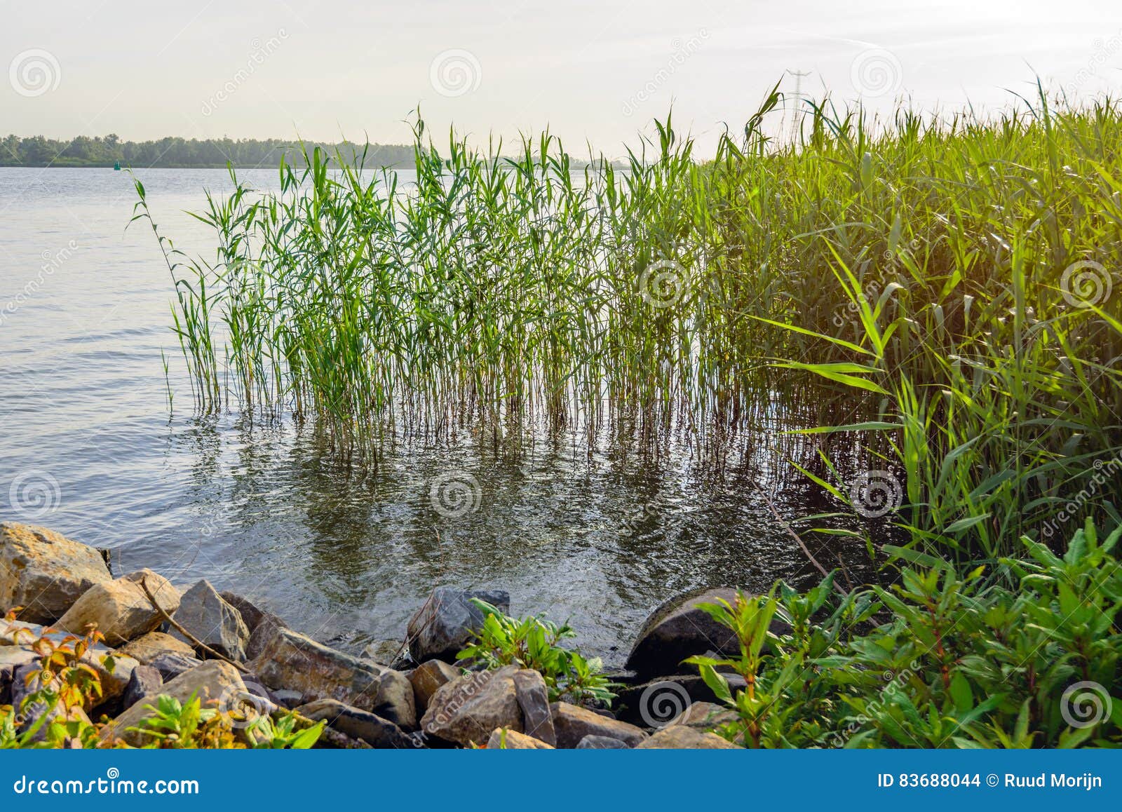 Juncos Novos Que Crescem Nos Bancos Do Rio Foto de Stock - Imagem de ...