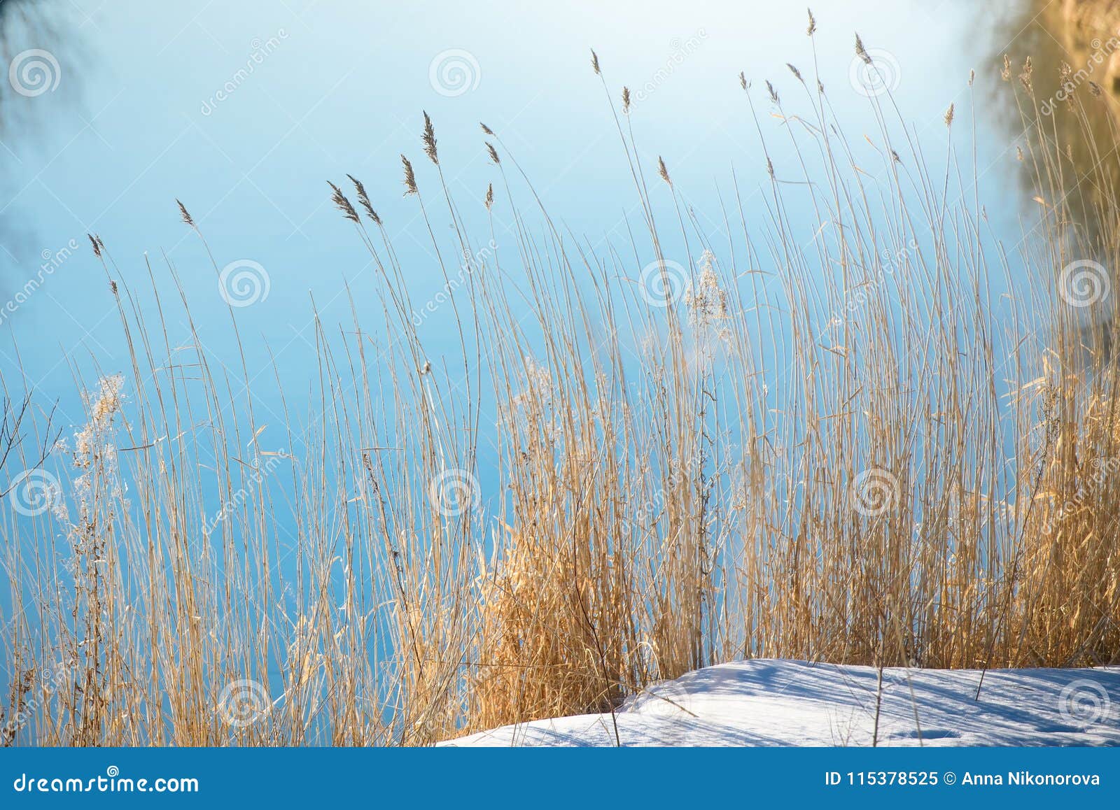 Juncos Secos No Fundo Do Rio Do Azul Da Mola Imagem de Stock - Imagem ...