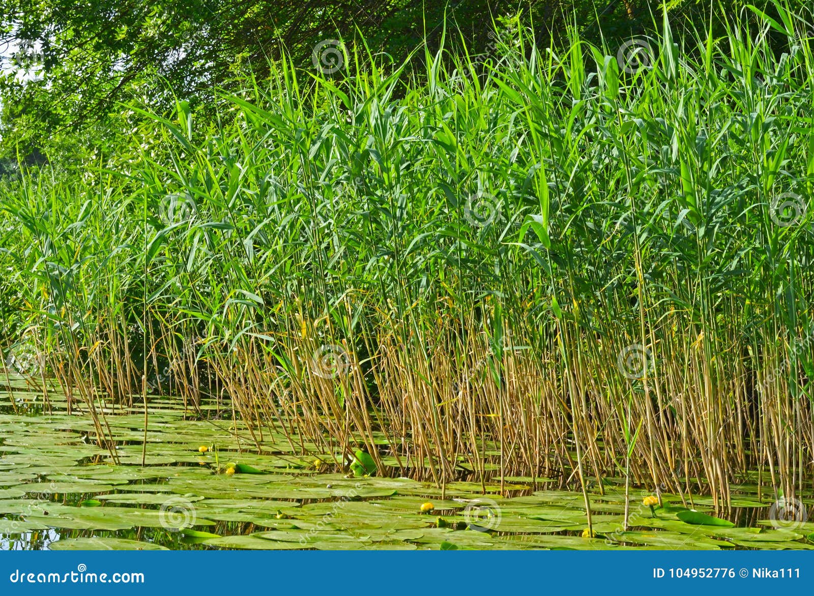 Juncos verdes no rio foto de stock. Imagem de folha - 104952776