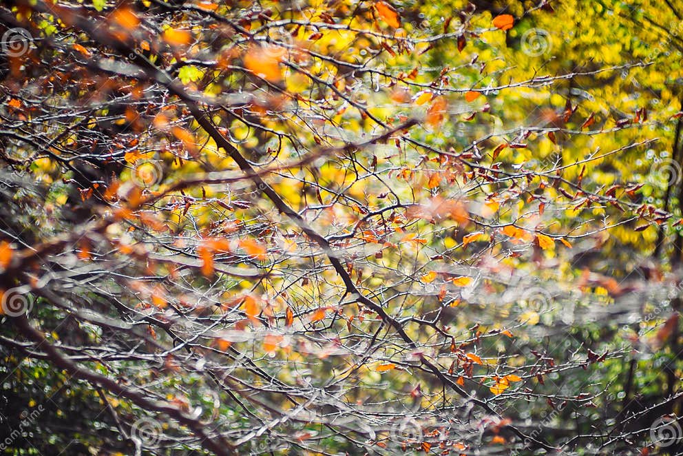 Juncture of tree branches stock image. Image of tree - 186372011