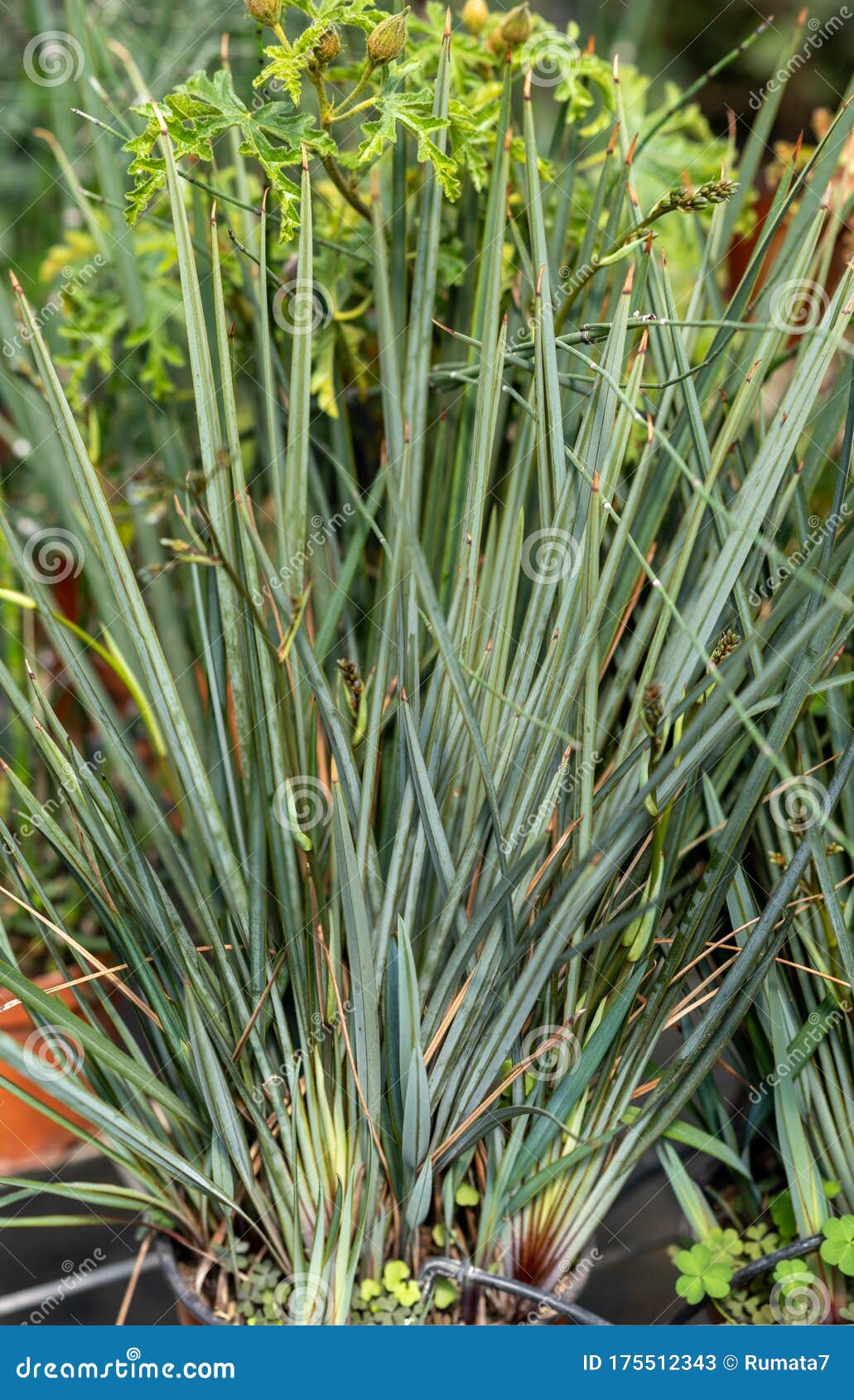 Juncus Acutus, the Spiny Rush, Sharp Rush or Sharp-pointed Rush Plant ...