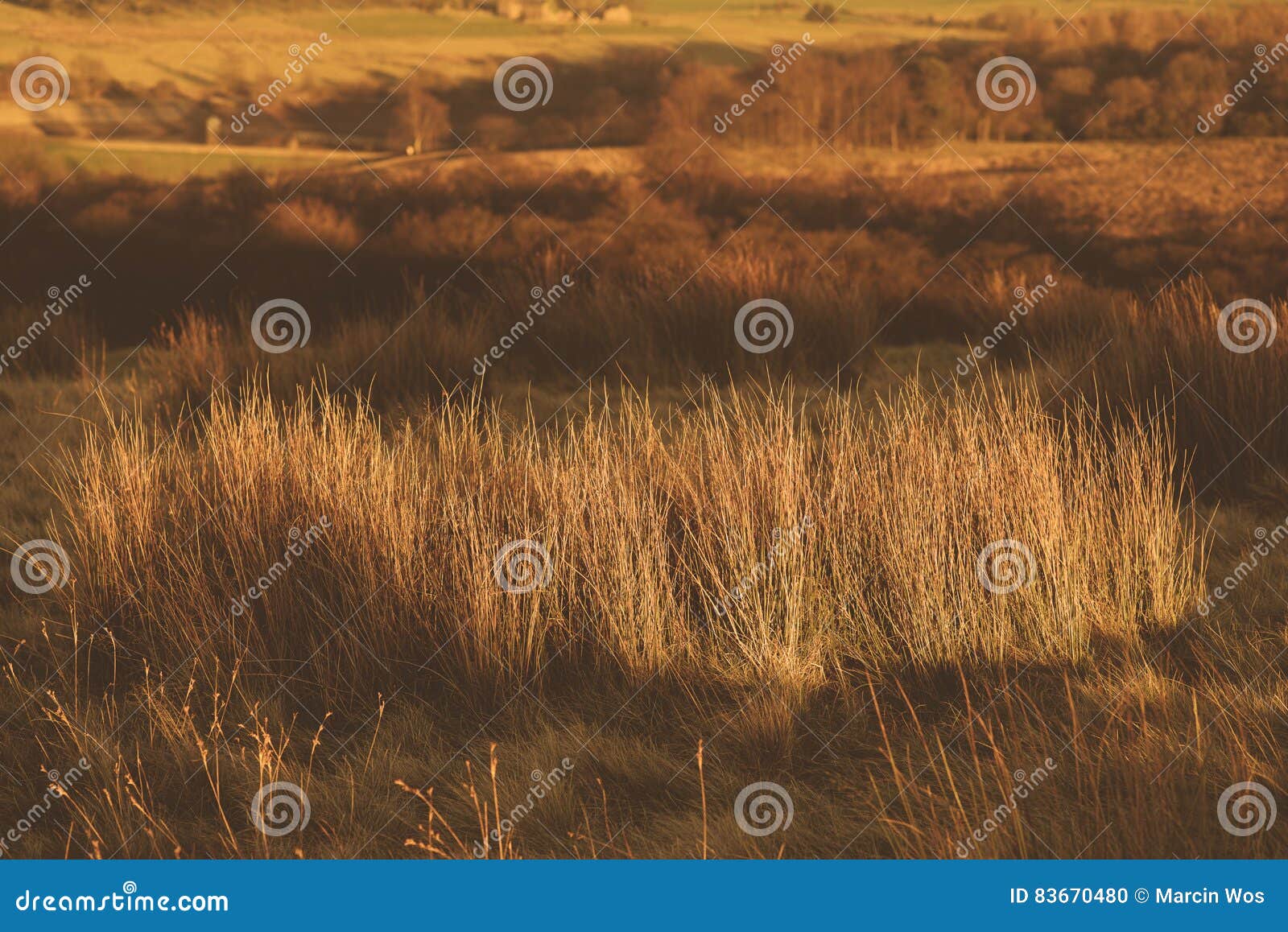Juncus Conglomeratus, Known Commonly As Compact Rush during Sunset Peak ...