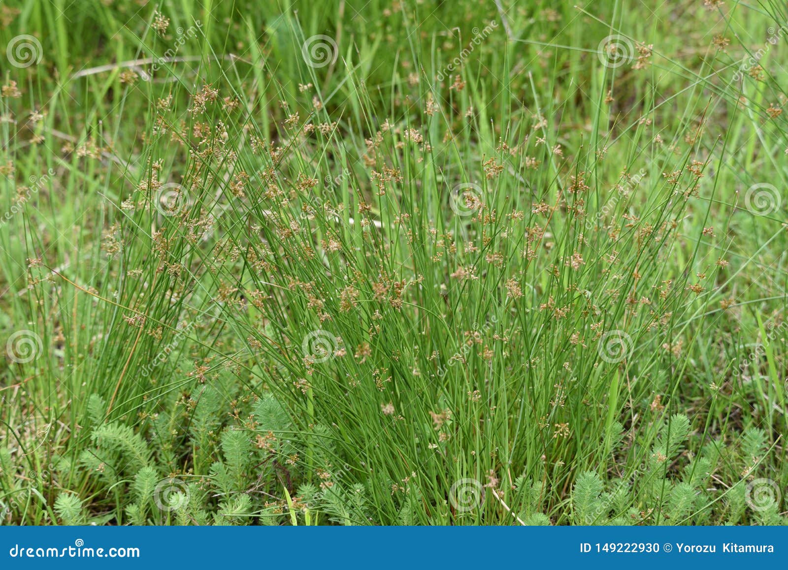 Juncus effusus Soft rush stock photo. Image of flower - 149222930