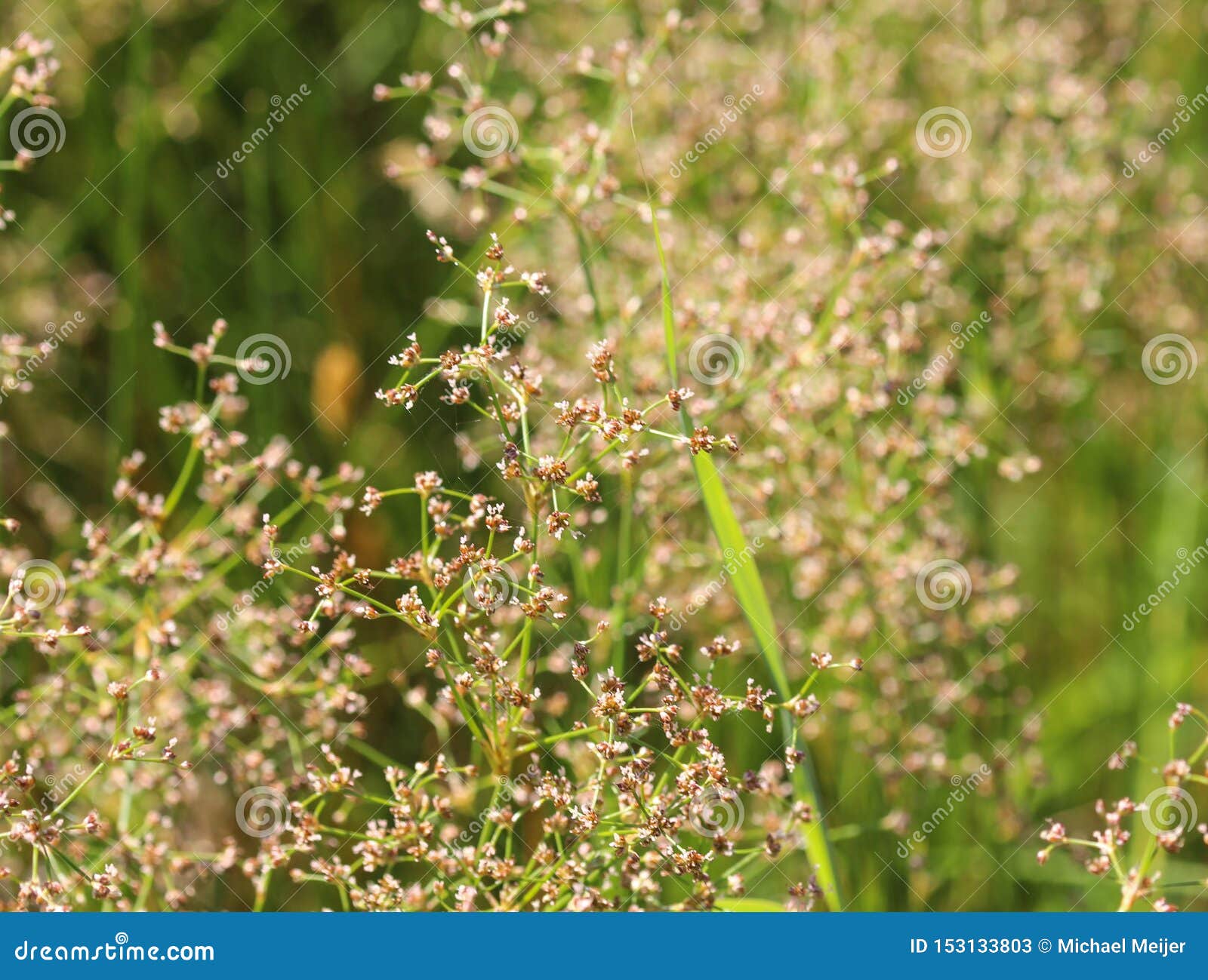 Subnodulosus Stock Photos - Free & Royalty-Free Stock Photos from ...