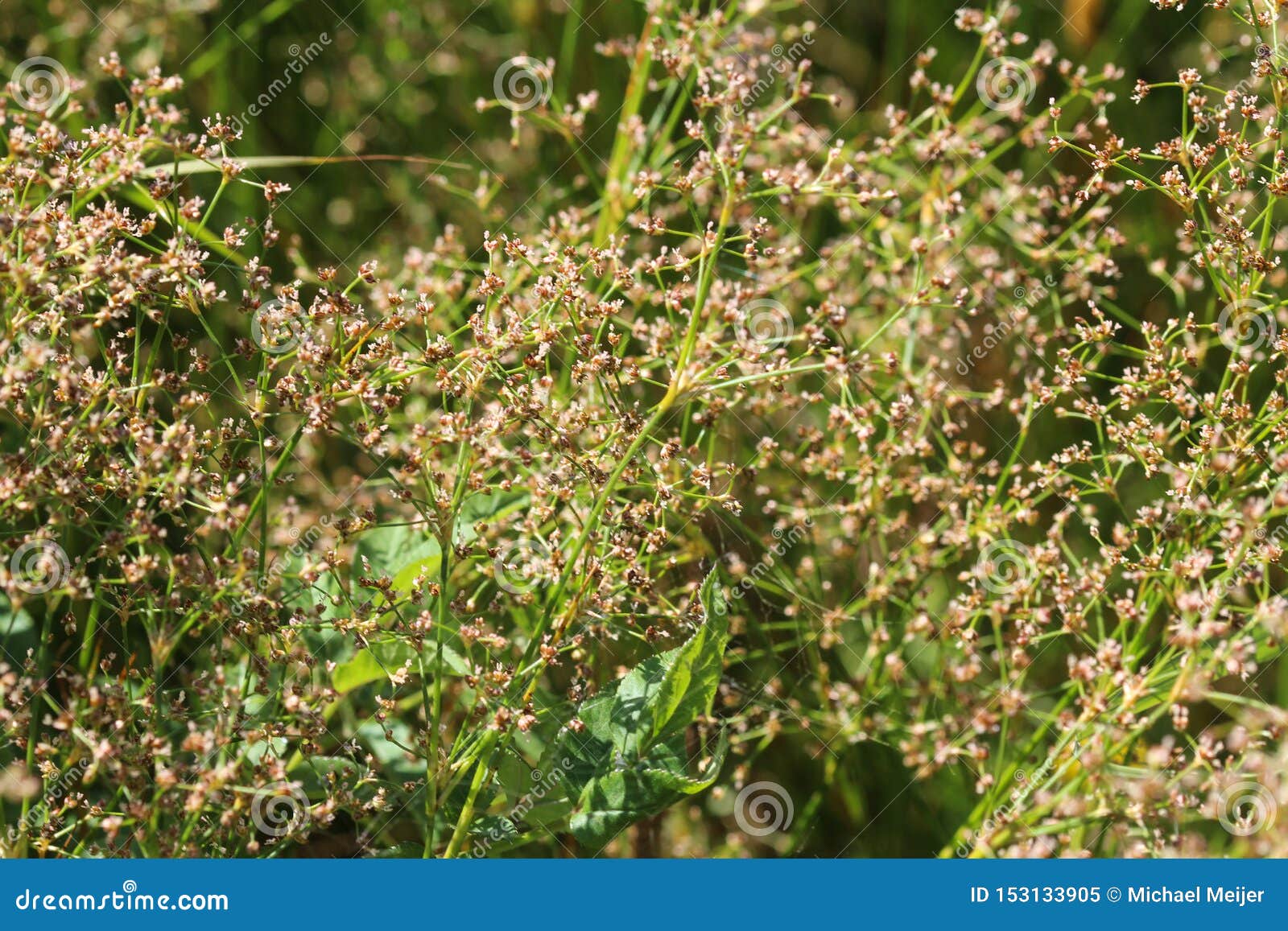 Juncus Subnodulosus, the Blunt-flowered Rush Growing in Europe Stock ...