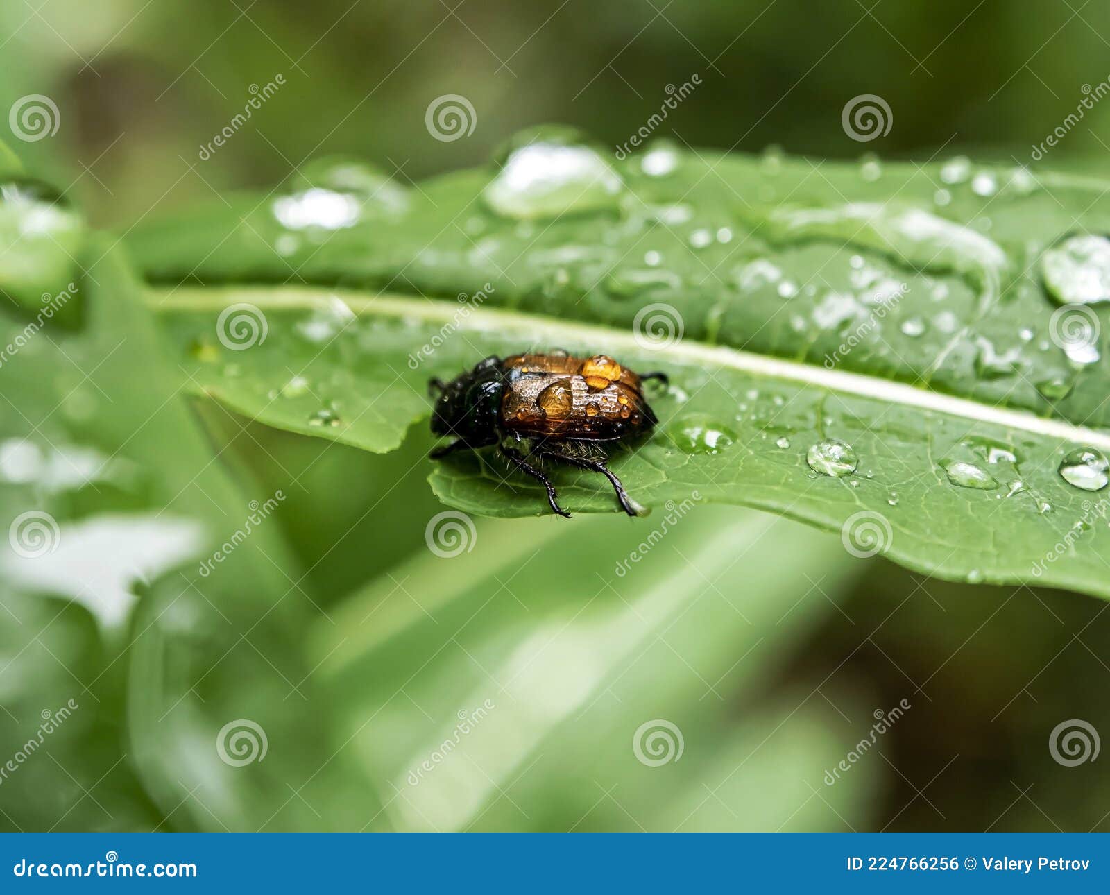 June Beetle on a Green Leaf Covered with Raindrops, Macro Stock Photo ...