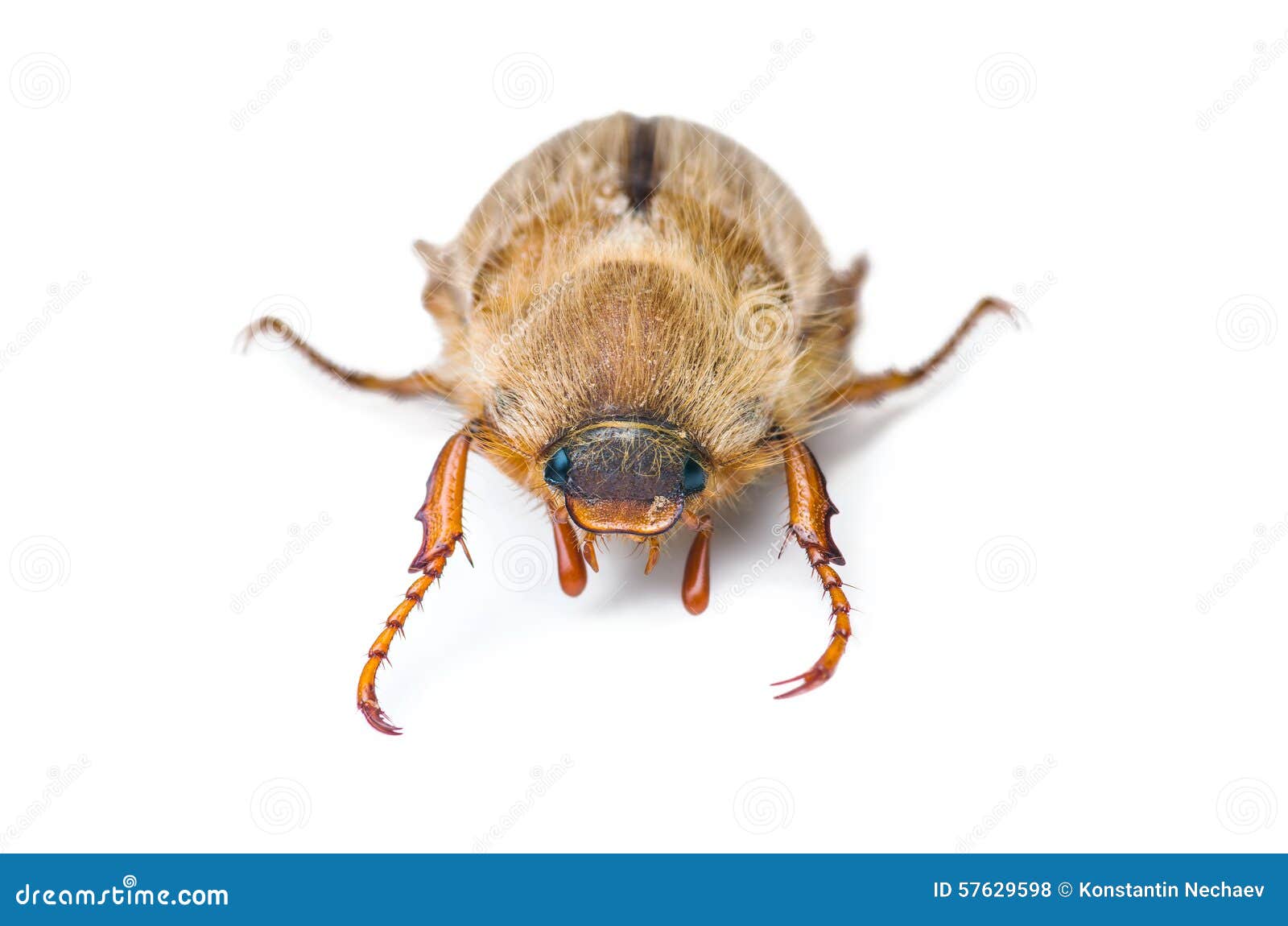 June Beetle Isolated on White Stock Photo - Image of biology, little ...