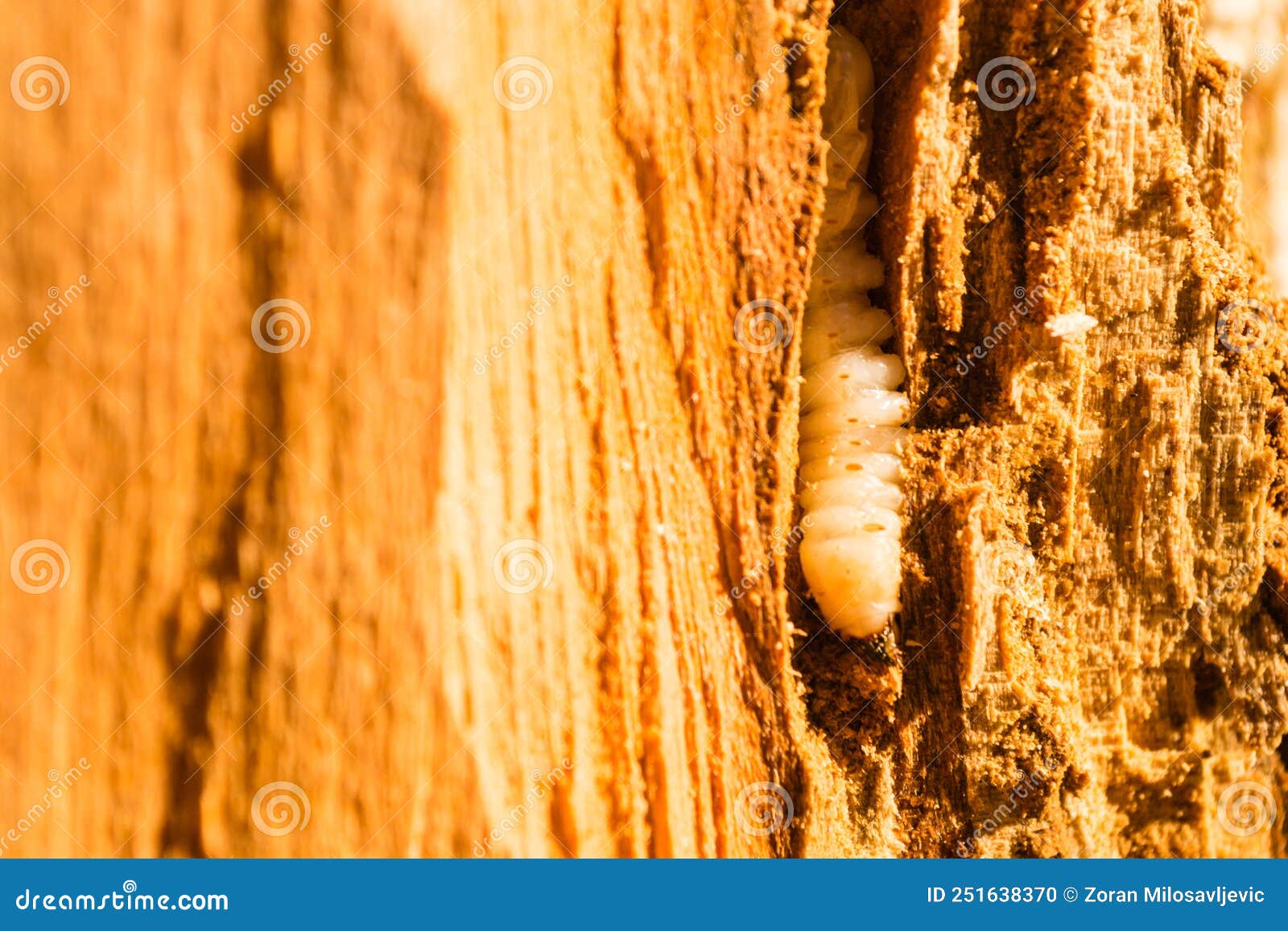June Bug Larva Is On The Bark Of A Tree. Melolontha Is Shown Close-up ...