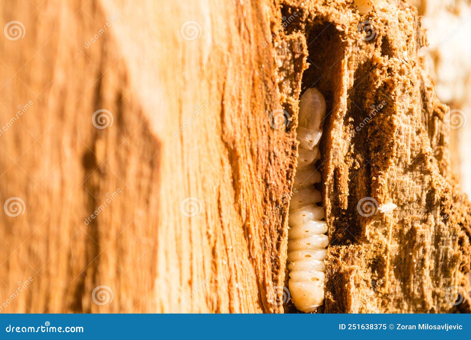June Bug Larva Is On The Bark Of A Tree. Melolontha Is Shown Close-up ...