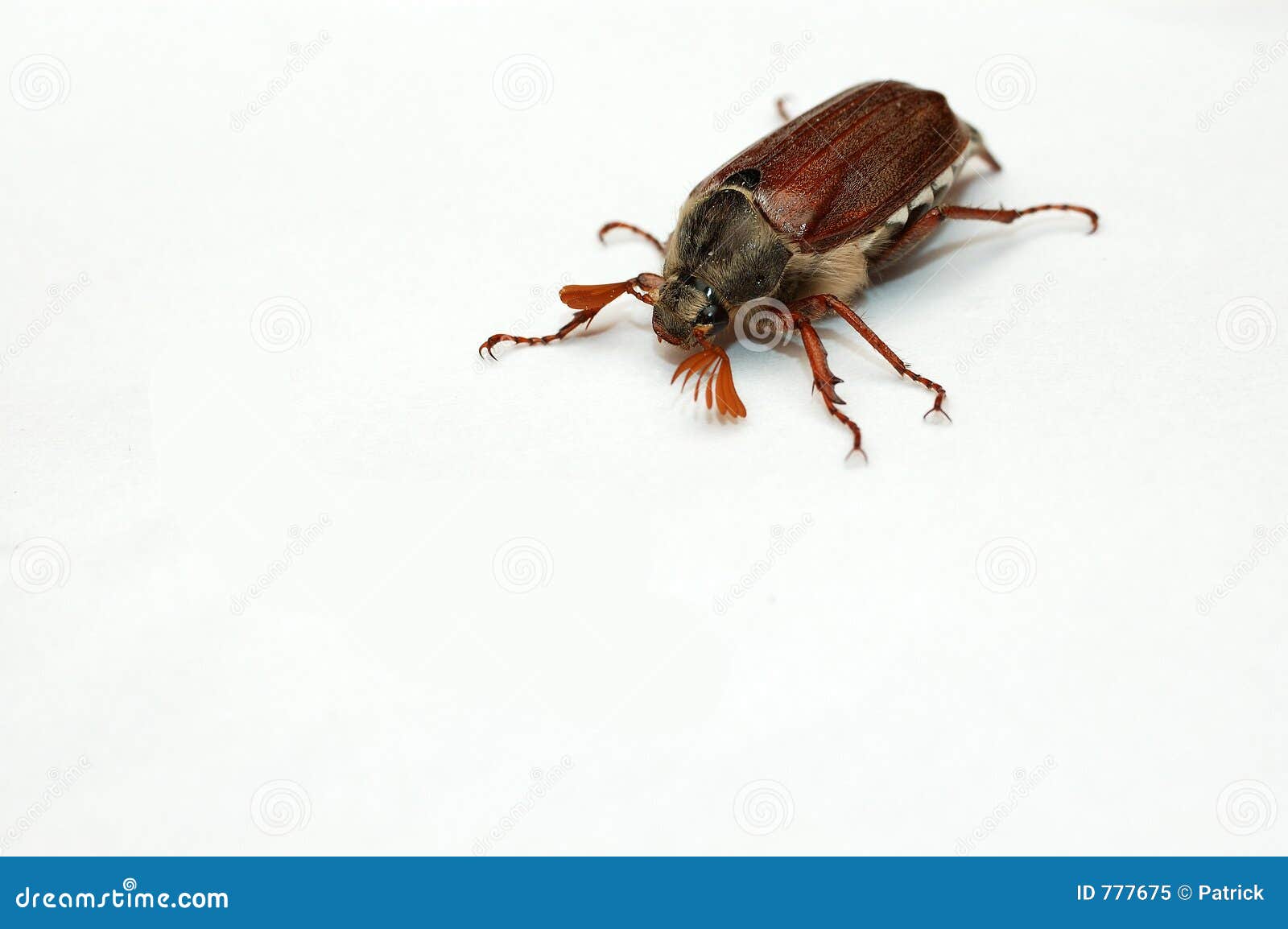 June bug. stock image. Image of june, wings, spring, copy - 777675