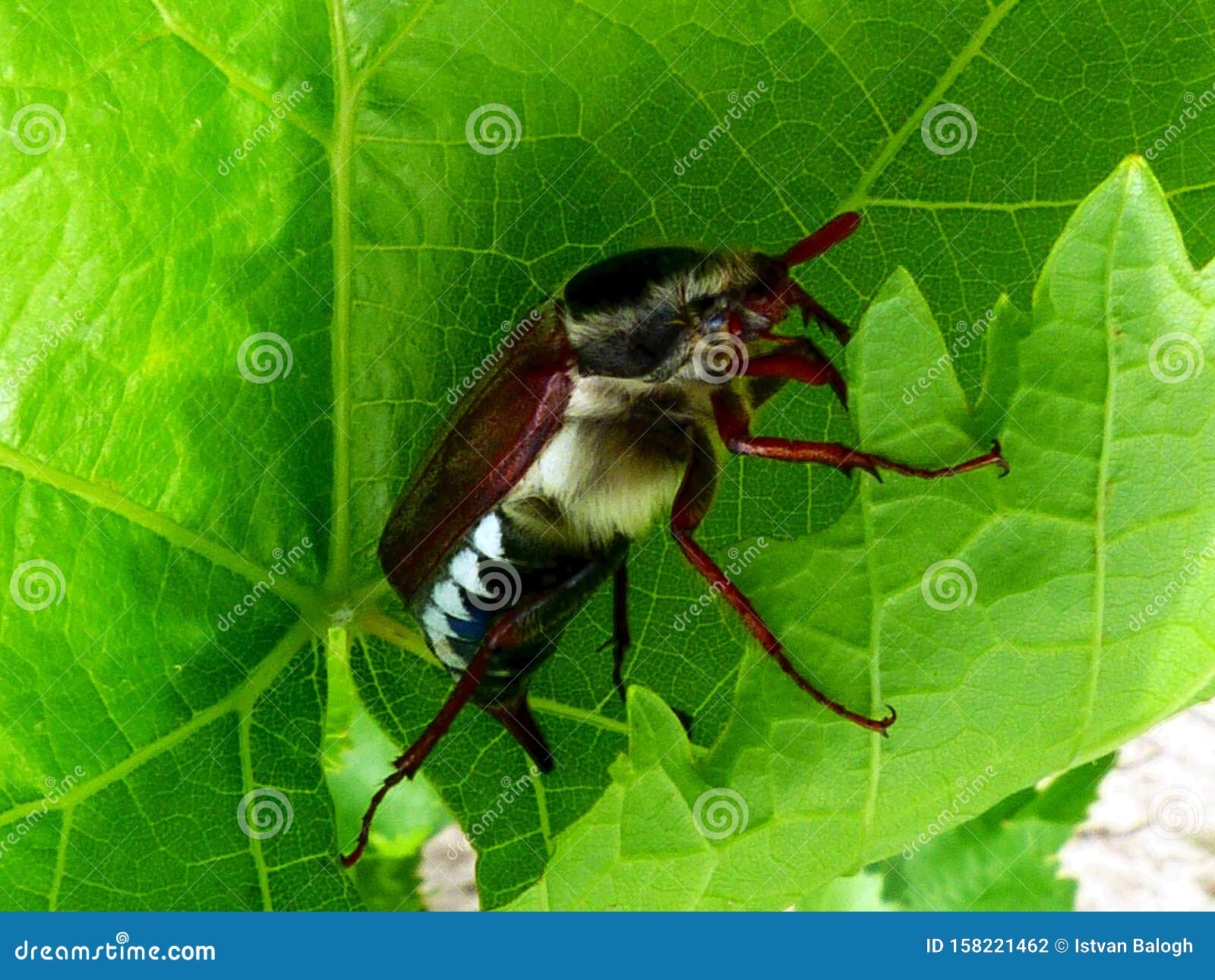June Bug Close-up on Grape Leaf with Textures and Bright Green Lights ...