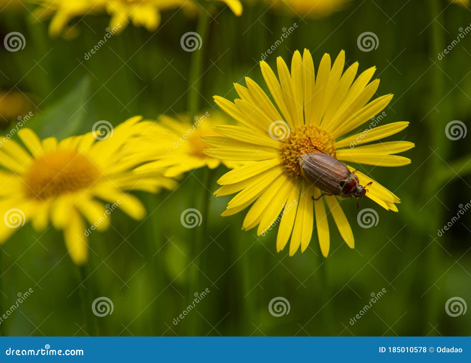 June Bug , the Cockchafer,is a Large Yellow Daisy Stock Photo - Image ...