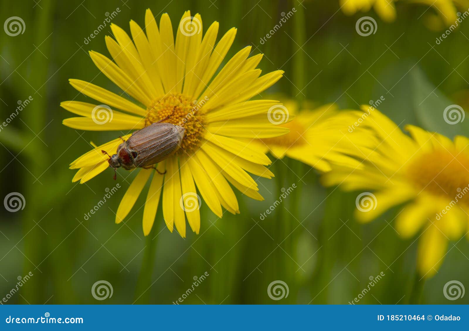 June Bug , the Cockchafer,is a Large Yellow Daisy Stock Photo - Image ...